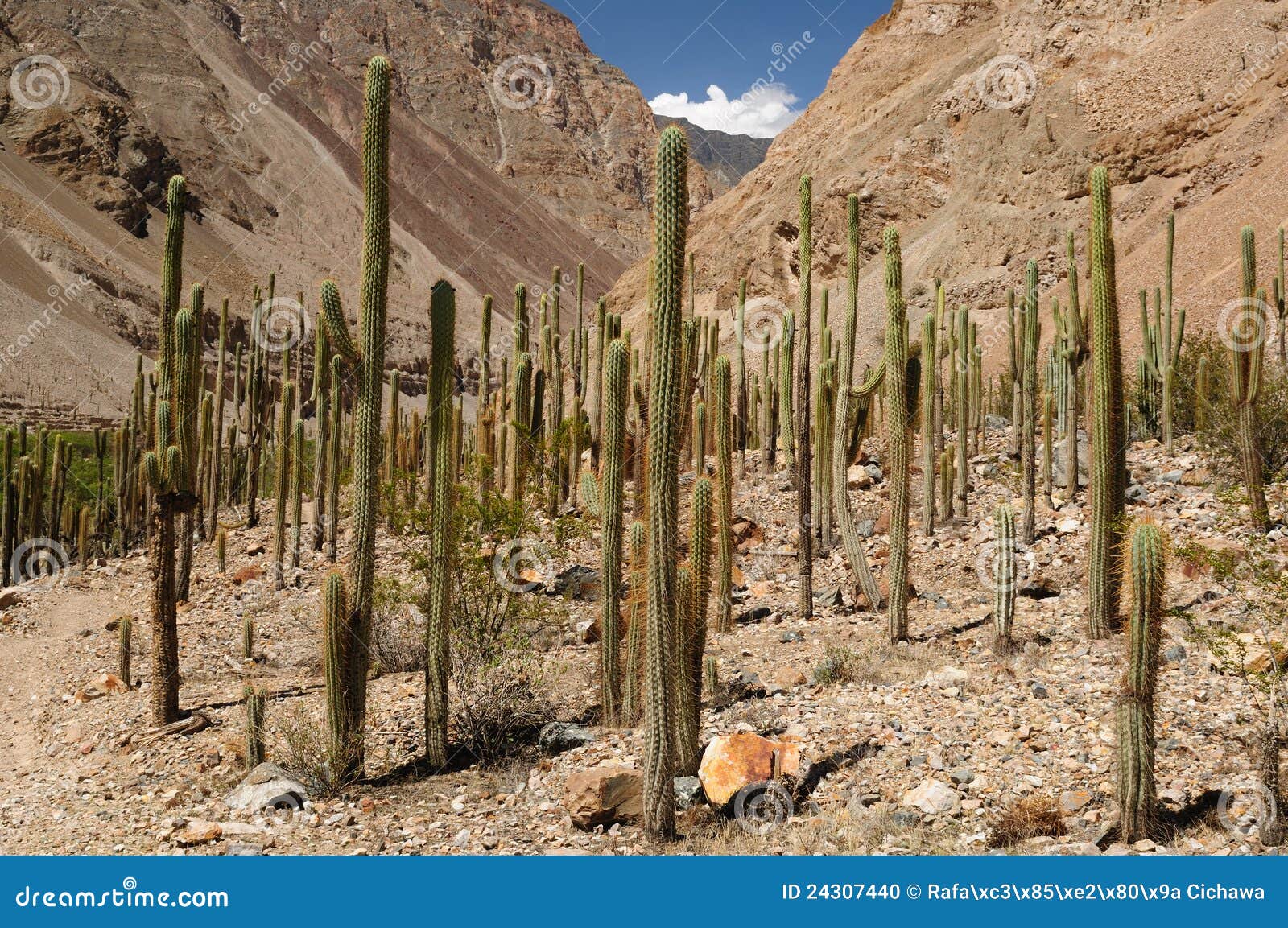 Cacti Tower on the Canyon Cotahuasi, Peru Stock Photo - Image of ...