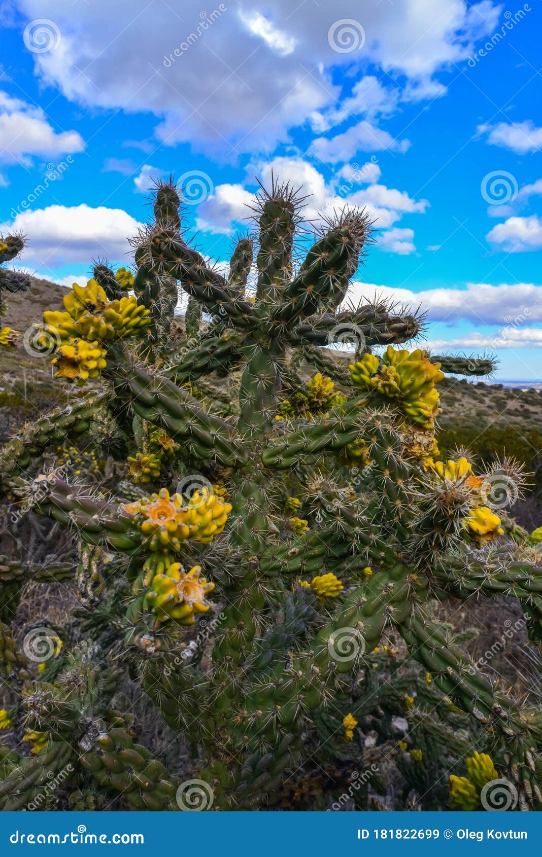 Cacti Tree Cholla Cylindropuntia Imbricata Against the Blue Sky in a ... Cacti Tree Cholla Cylindropuntia Imbricata Against the Blue Sky in a ...