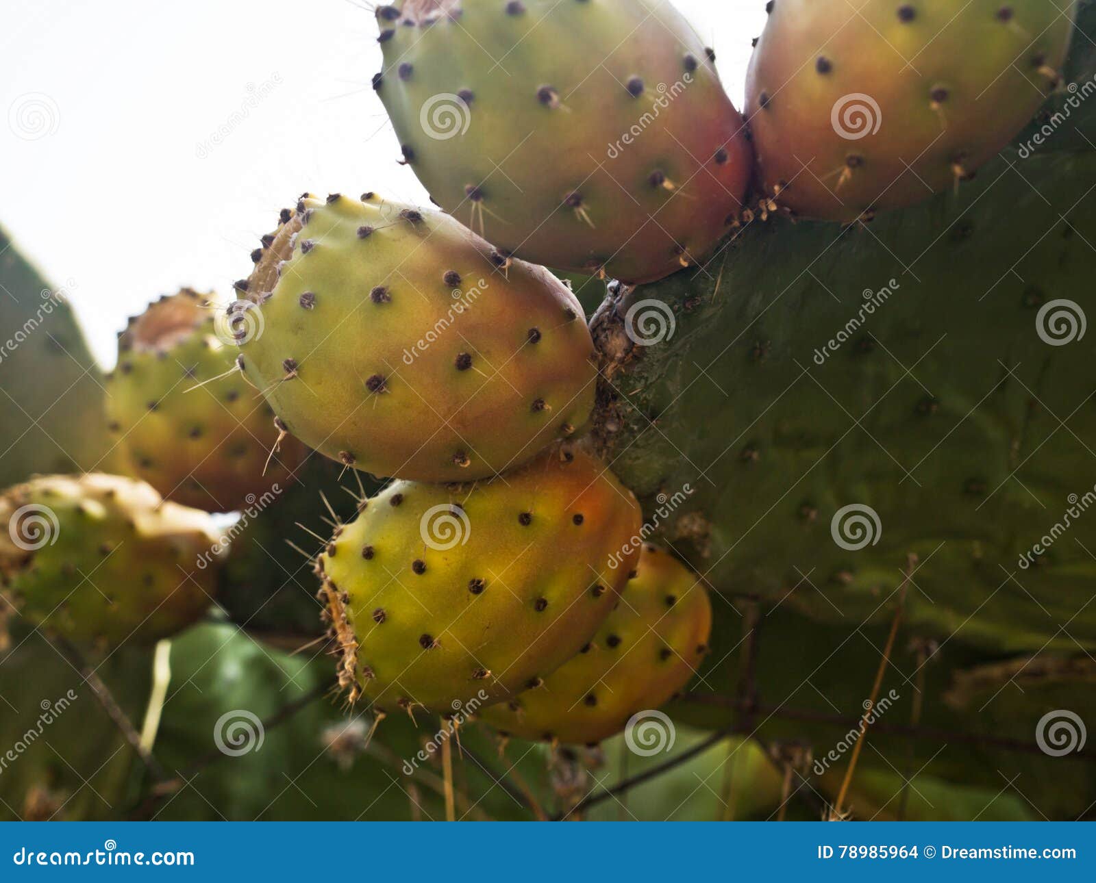 Cacti on a tree stock photo. Image of park, plant, horizon - 78985964