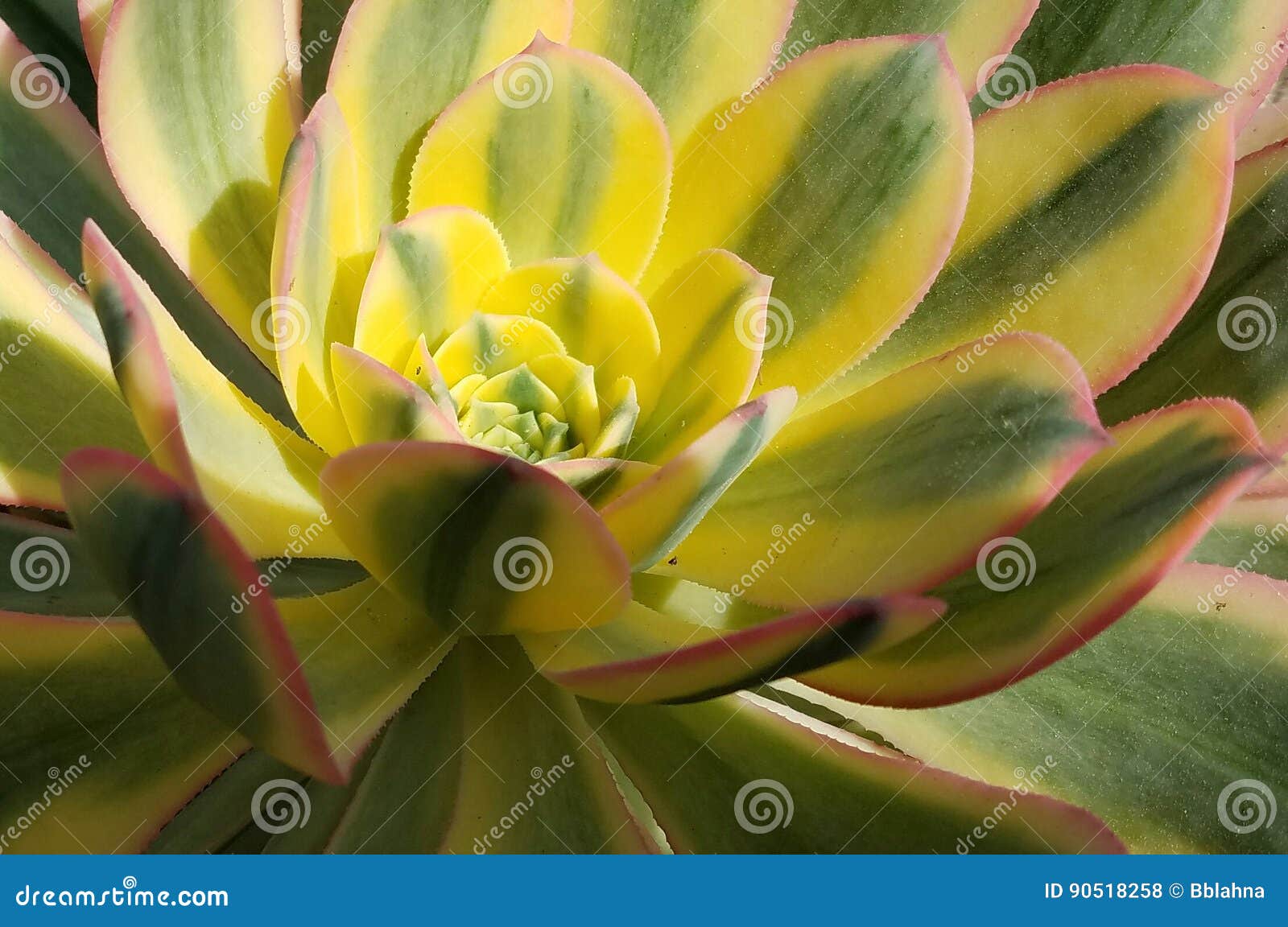 Cacti Variegated stock photo. Image of green, bright - 90518258