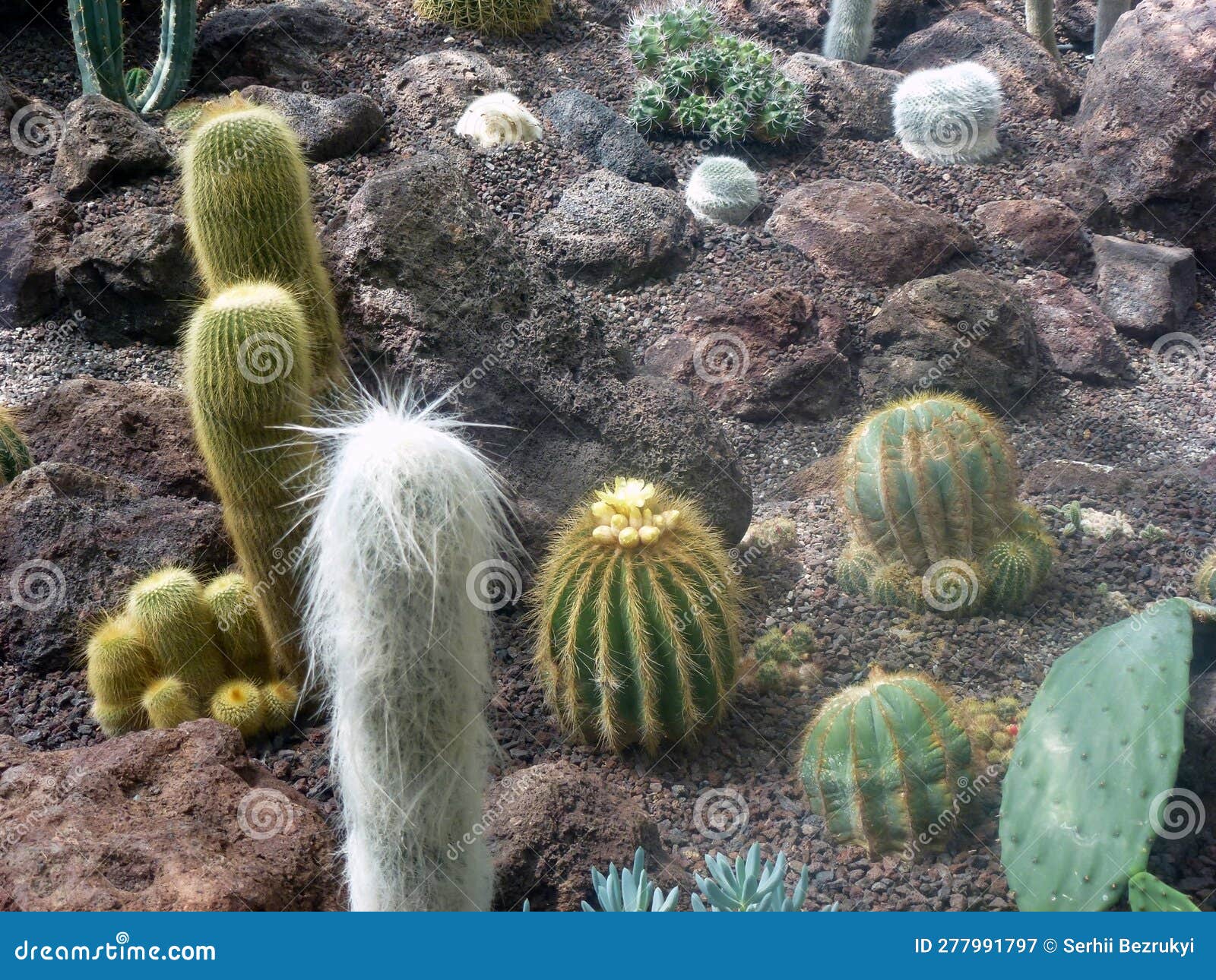 Cacti of Various Types and Forms of Plants Grow on Dry Land. Drought ...
