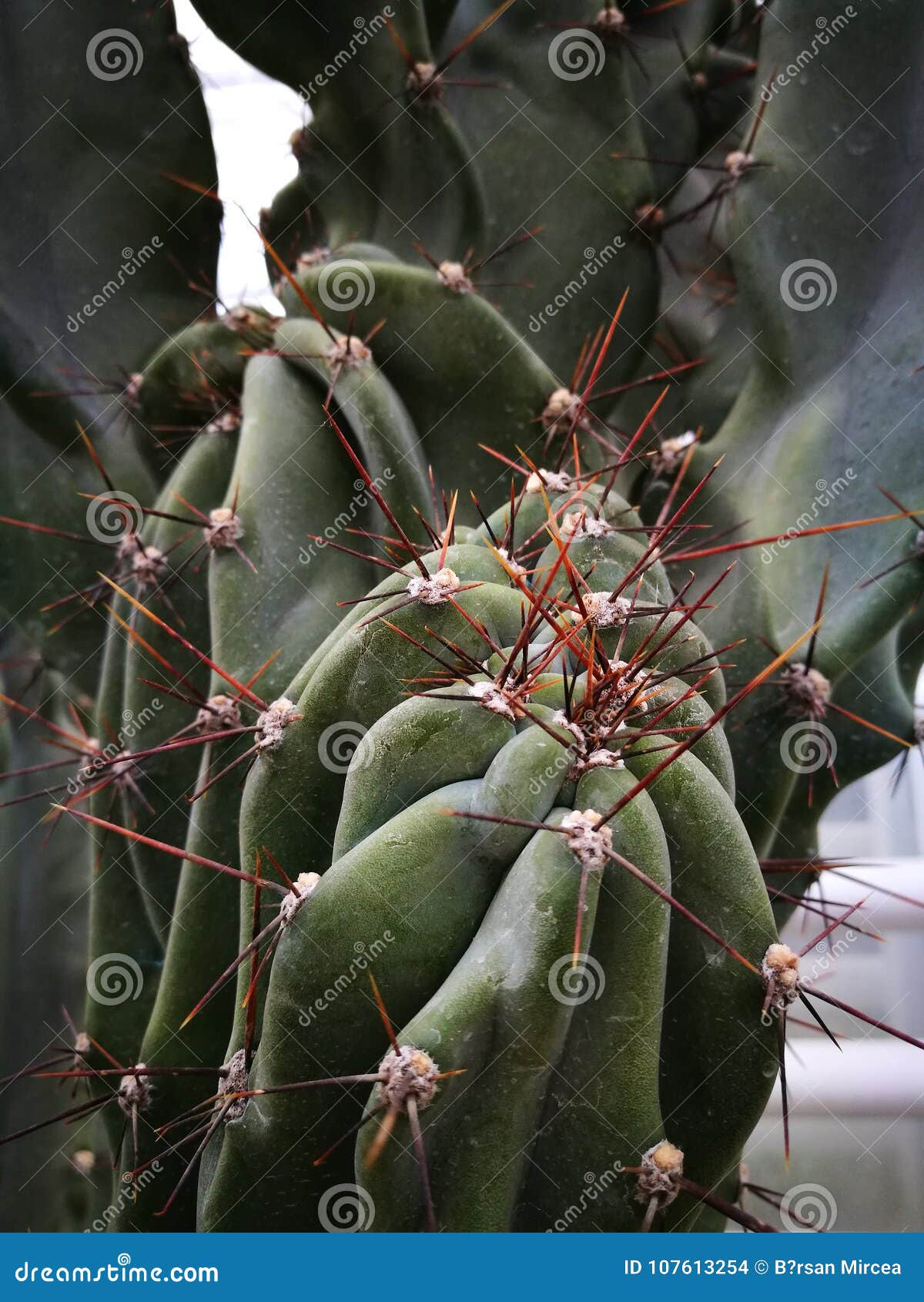 Cacto foto de stock. Imagem de verde, cacto, pontiagudo - 107613254