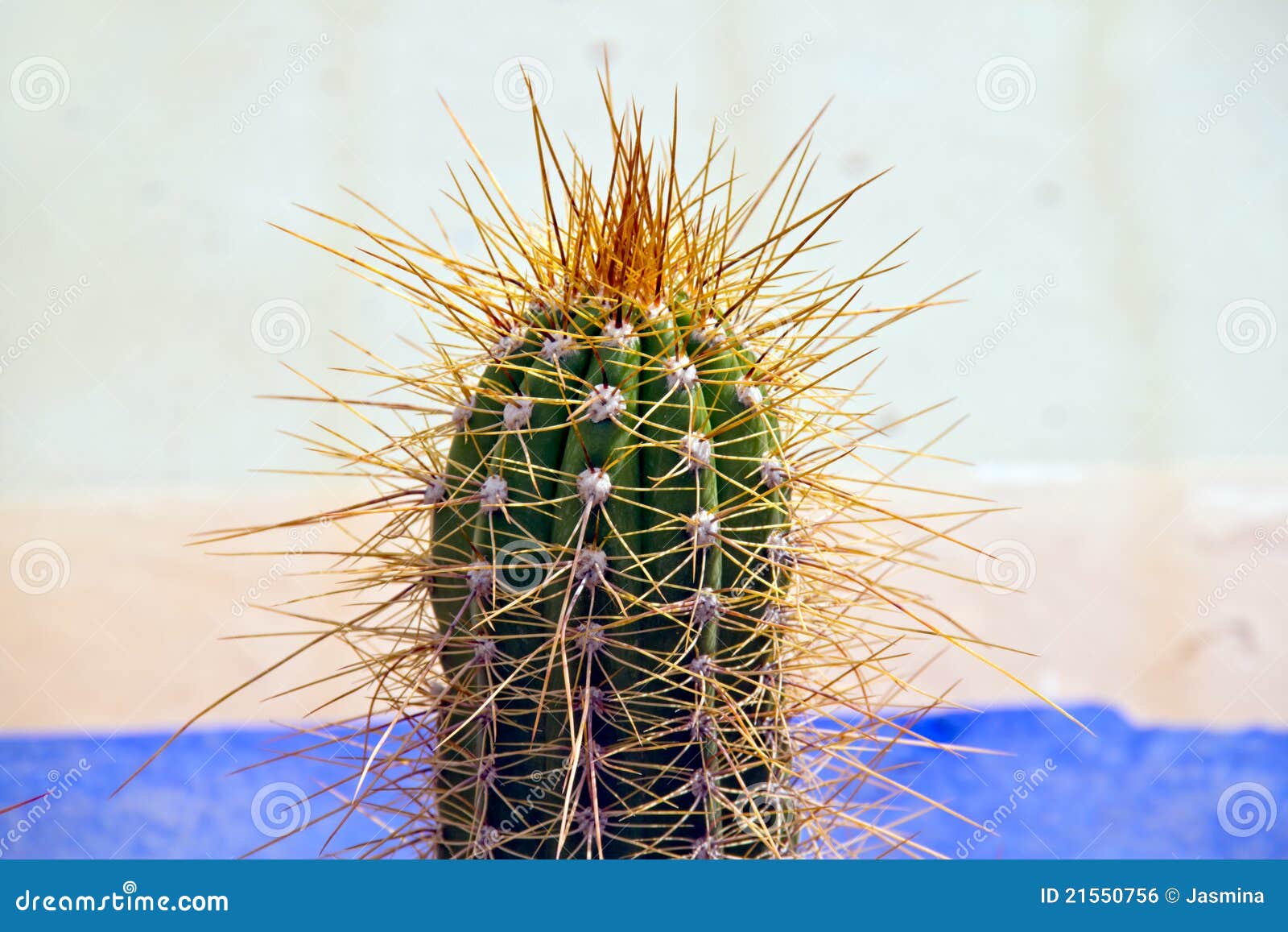 Cacto foto de stock. Imagem de pontos, macro, haste, detalhe - 21550756