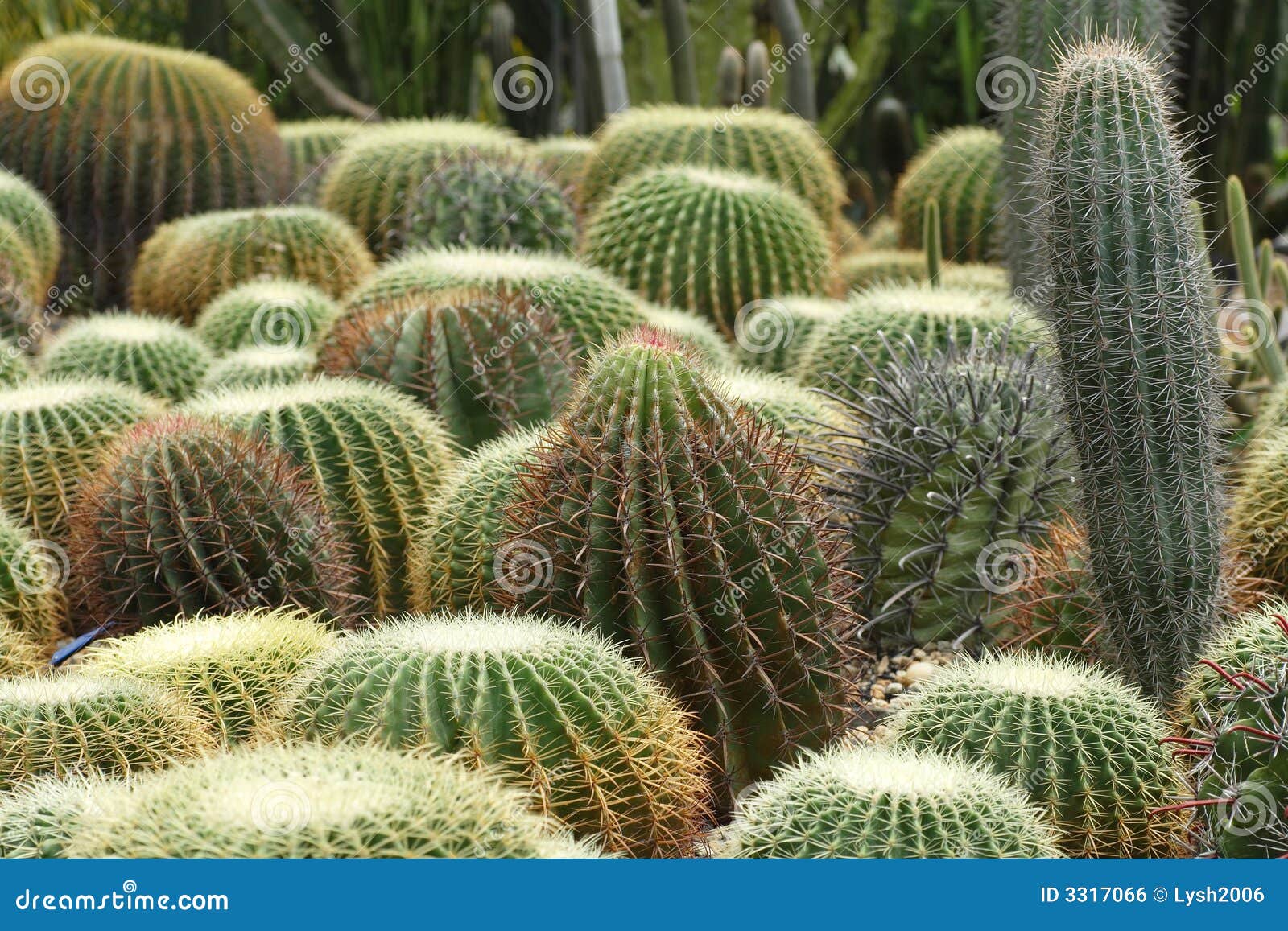 Cacto foto de archivo. Imagen de cactos, cubo, verde, cacto - 3317066