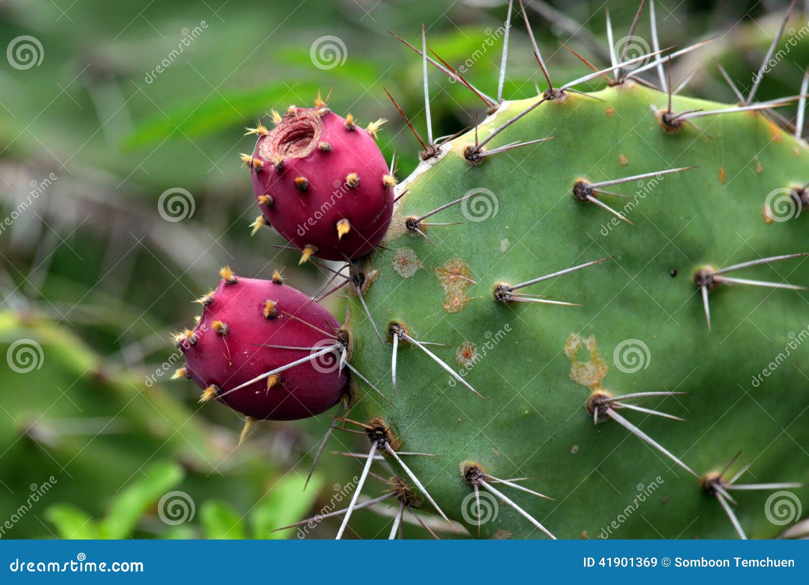 Cacto imagem de stock. Imagem de peixes, bonito, praia - 41901369