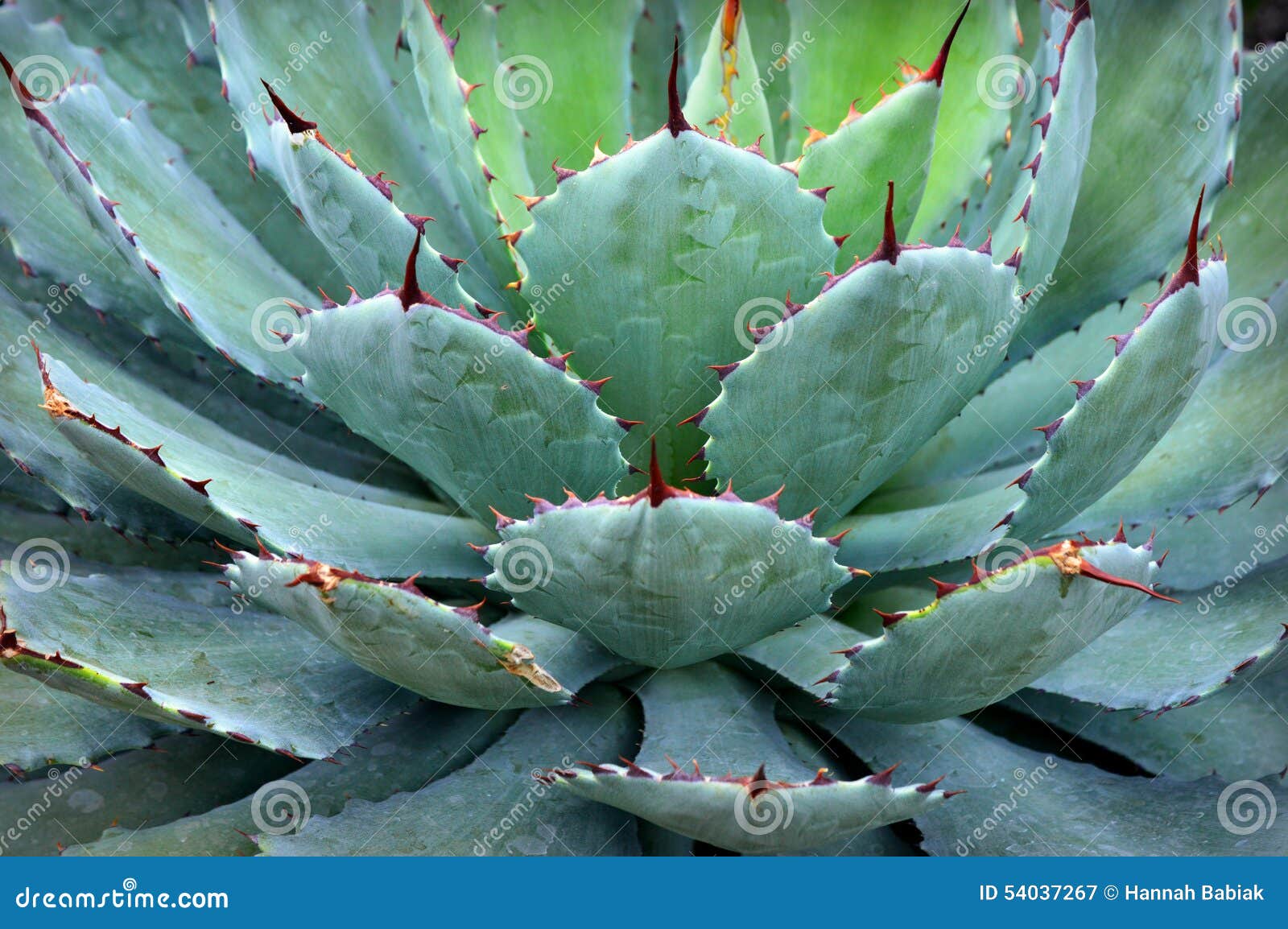 imagens de stock Cacto - Baixe 183,135 Royalty Free