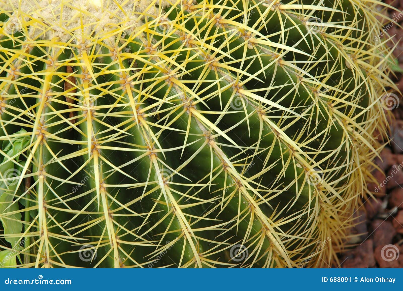 Cacto imagen de archivo. Imagen de espinoso, cacto, cardo - 688091