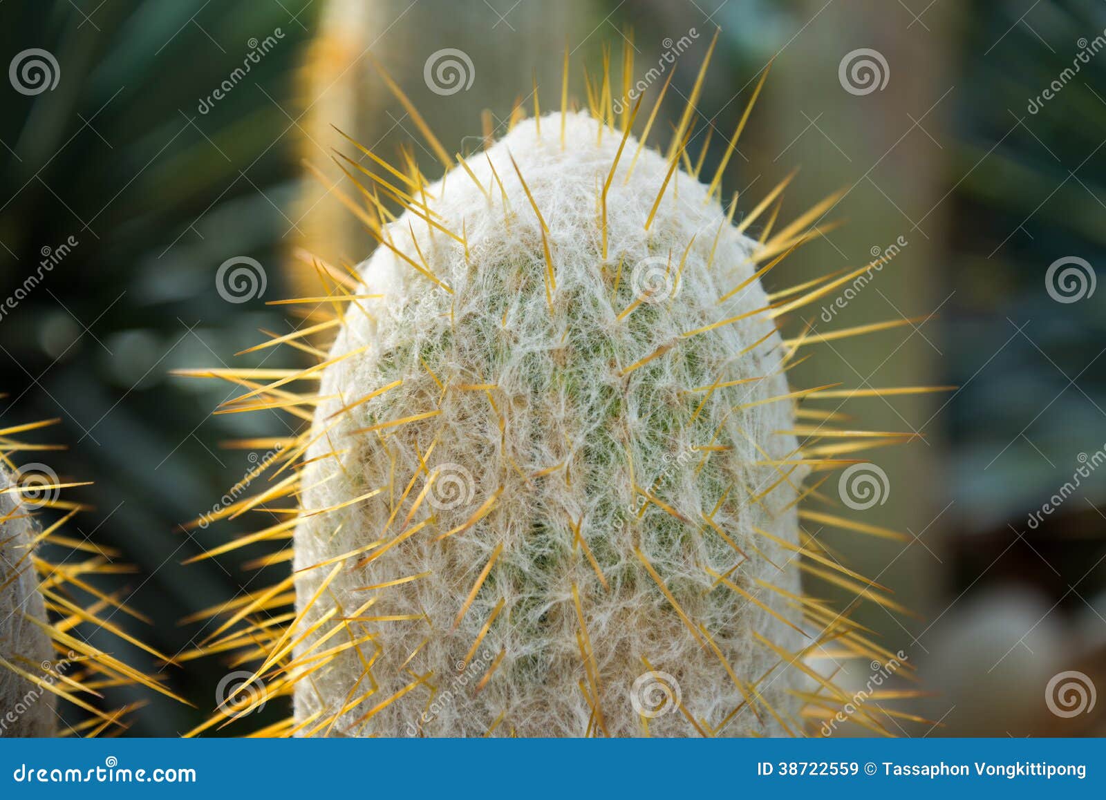 Cacto Amarelo Peludo Do Ponto Imagem de Stock - Imagem de botânica, afiado: 38722559