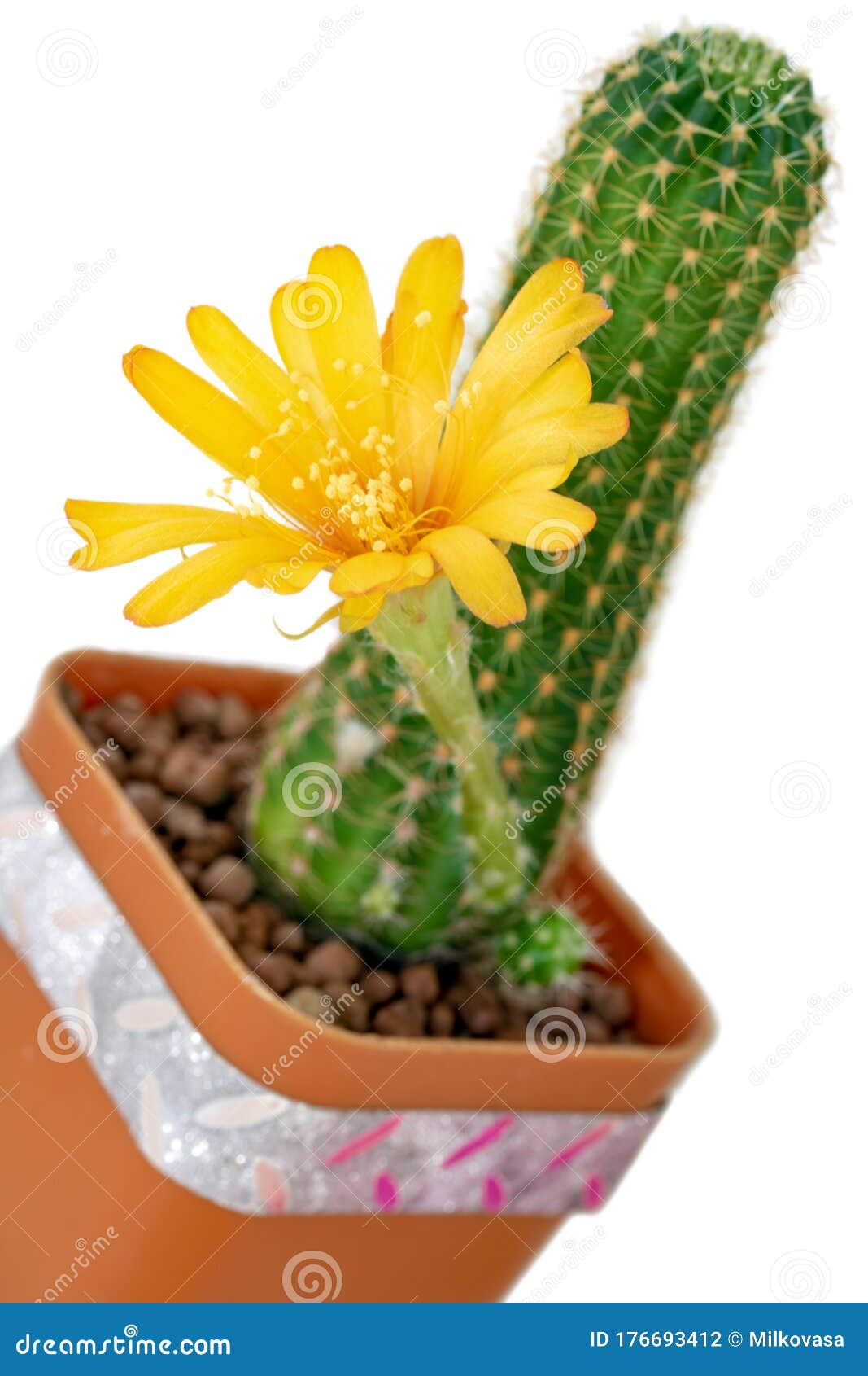 Cacto Com Flor Amarela Num Vaso Foto de Stock - Imagem de flor ...