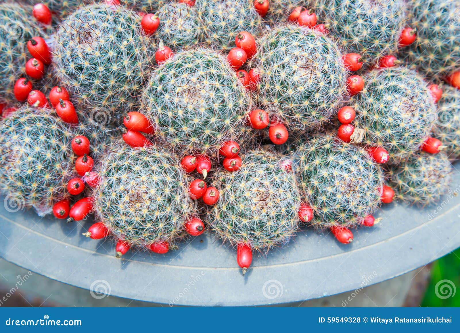 Cacto Com Vagens Da Semente Ou Fruto Do Cacto Foto de Stock - Imagem de ...