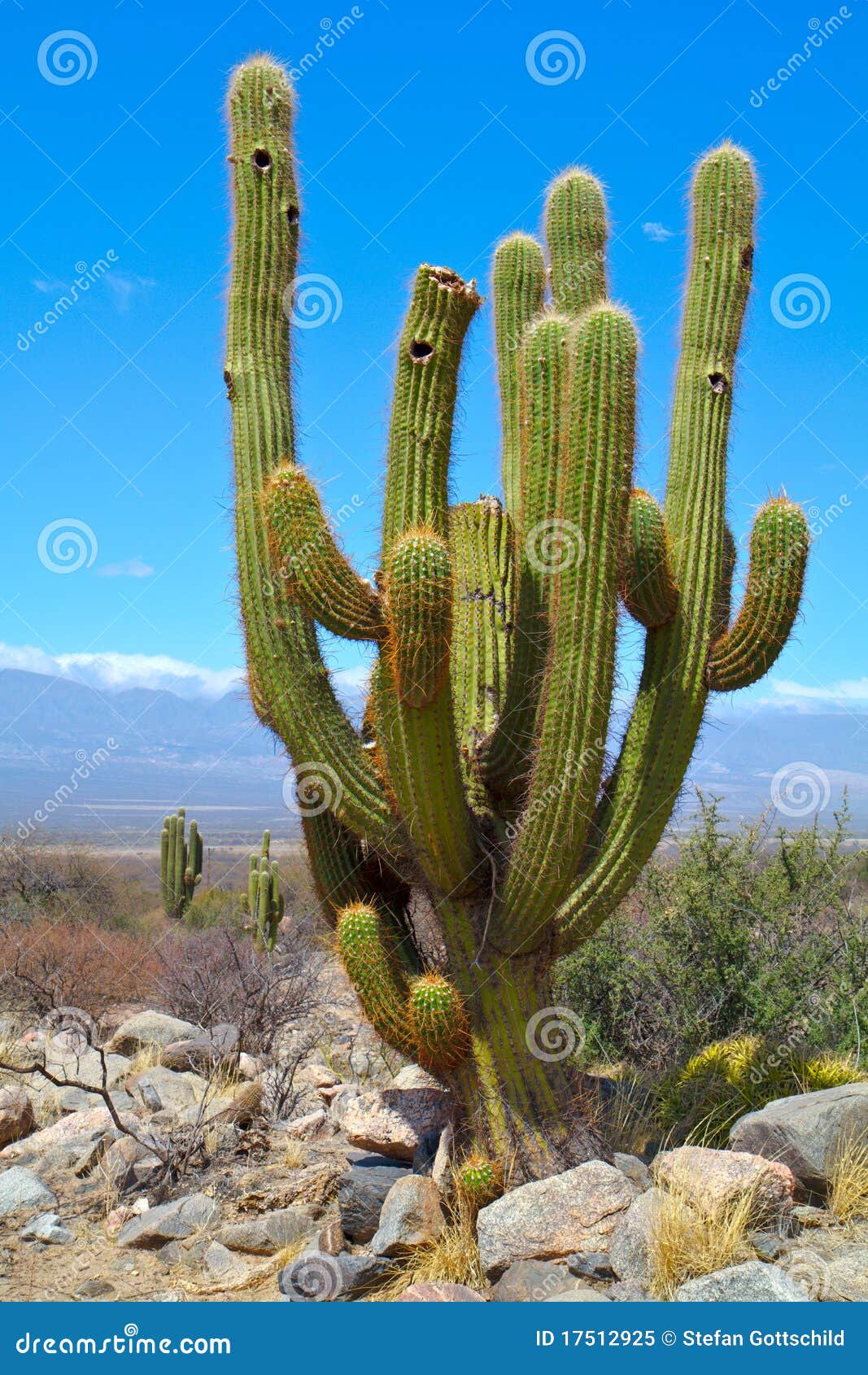 Cacto de Cardon imagen de archivo. Imagen de desierto - 17512925