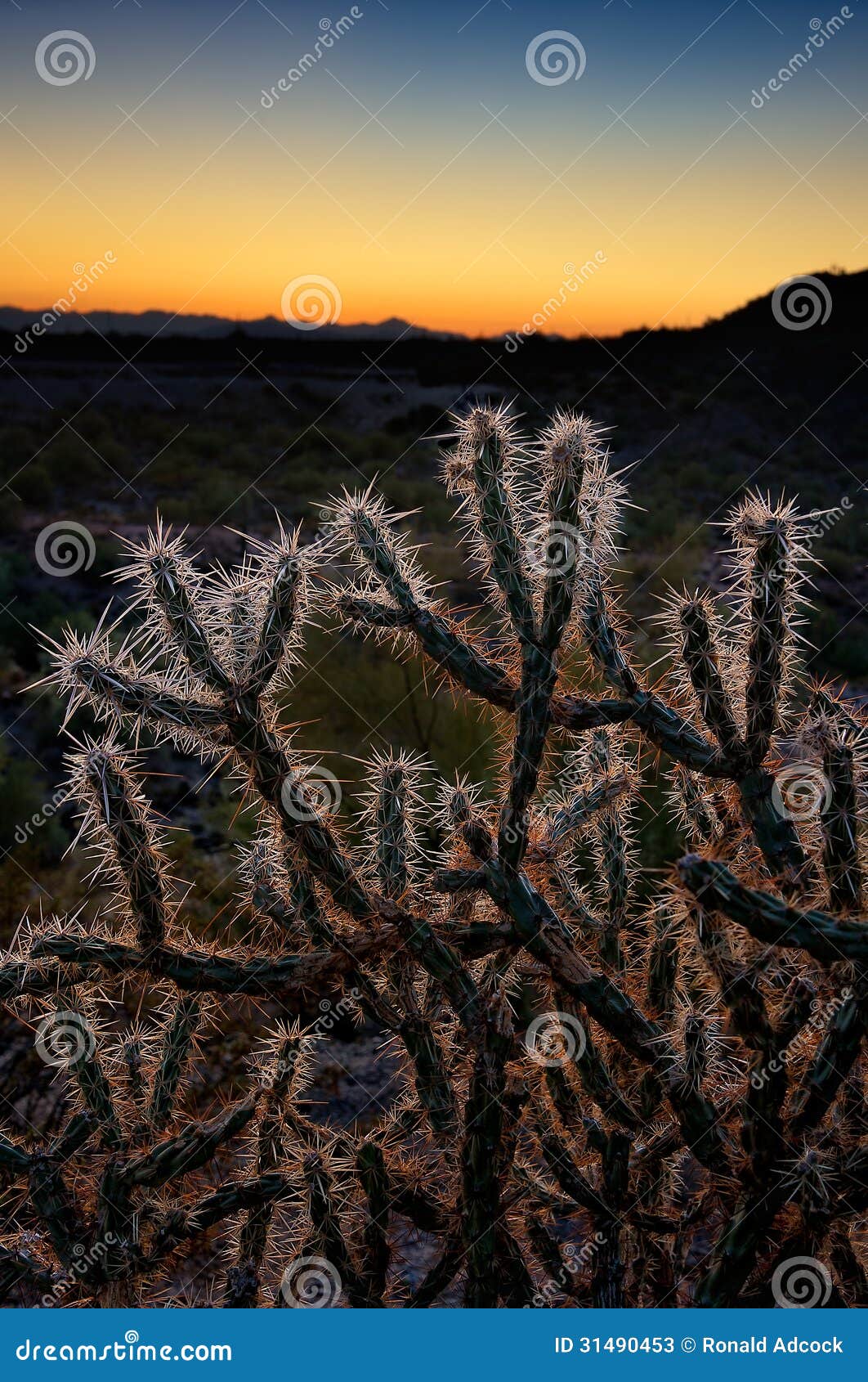 Cacto De Cholla No Por Do Sol Imagem de Stock - Imagem de caminhada ...