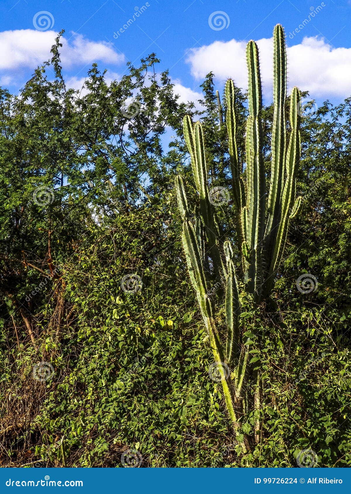 Cacto de Mandacaru foto de stock. Imagem de seco, verde - 99726224