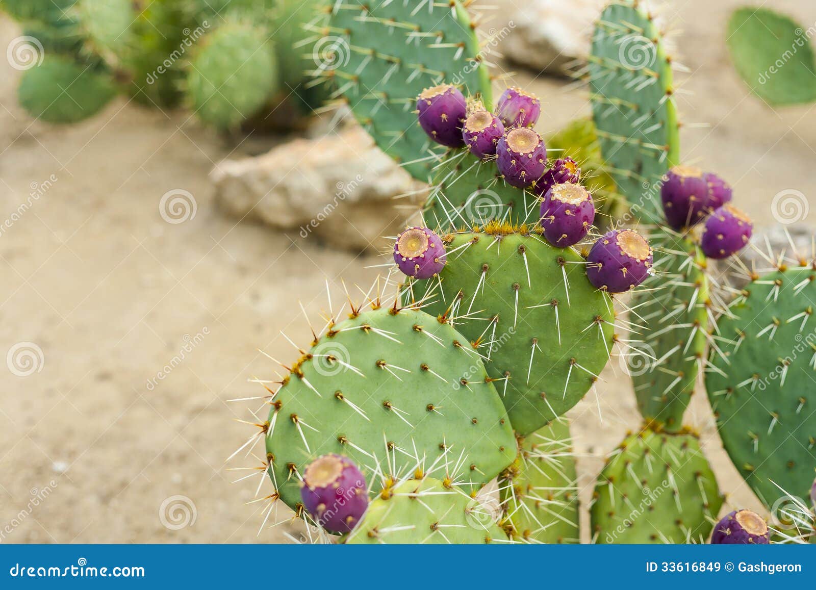 Cacto De Pera Espinhosa Com Frutos Na Cor Roxa. Imagem de Stock ...