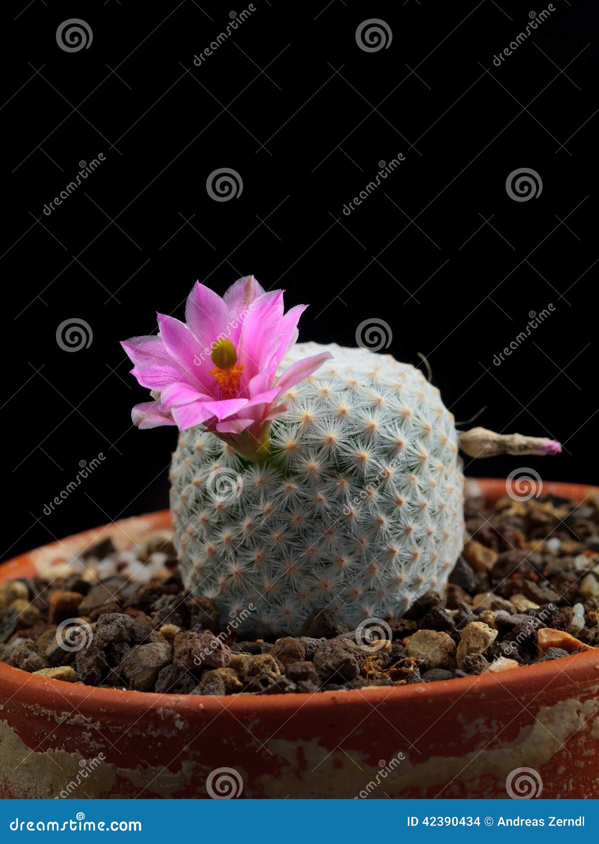 Cacto do Mammillaria foto de stock. Imagem de delicado - 42390434