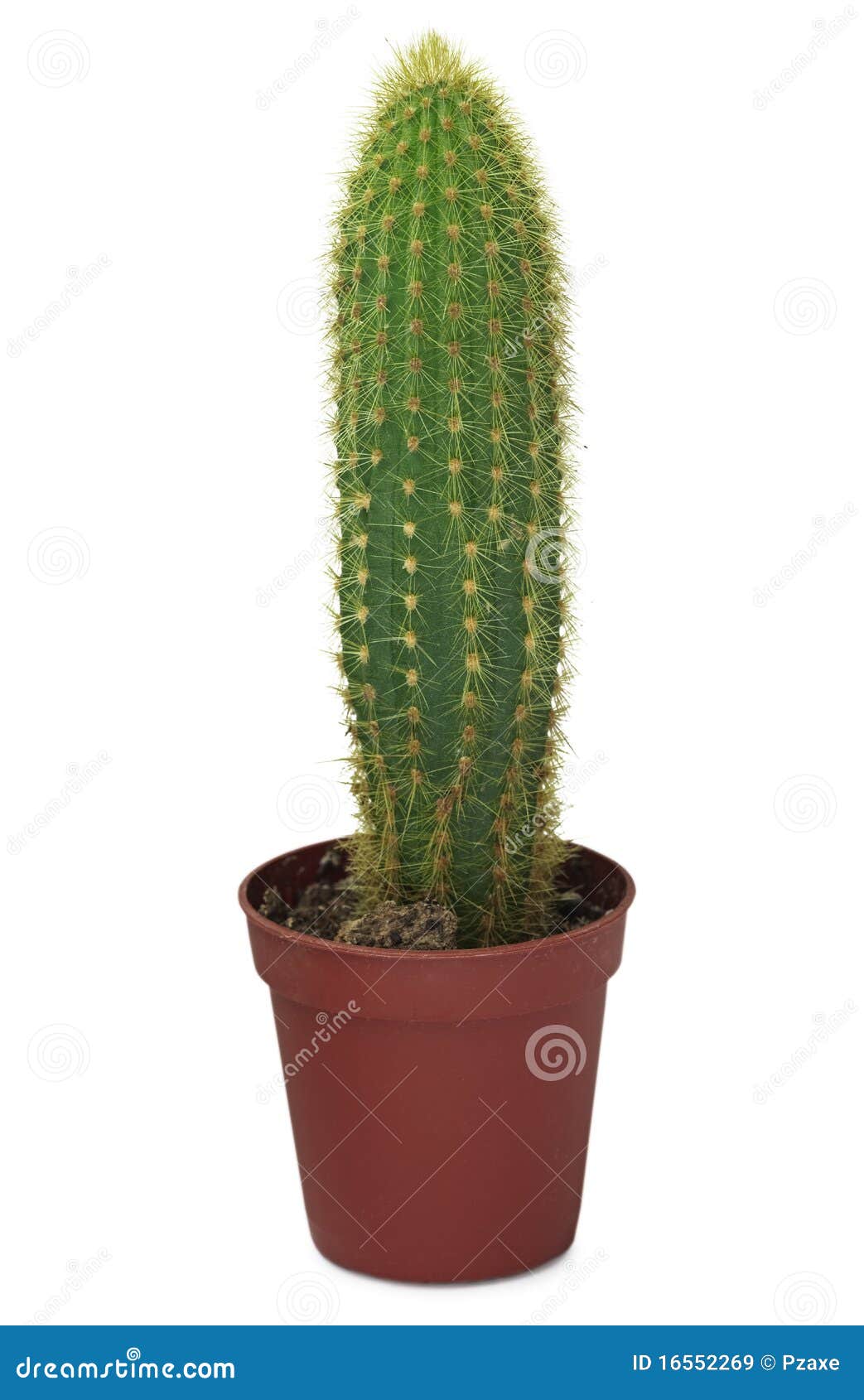 6,054 Cactus Largo Fotos de stock - Fotos libres de regalías de Dreamstime