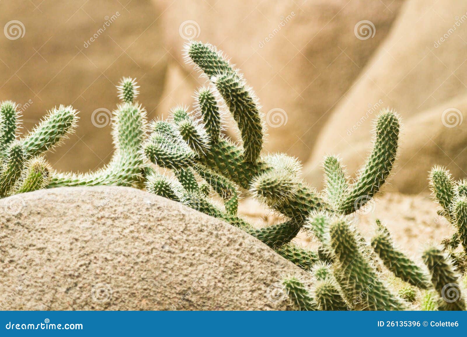 Cacto que crece en rocas foto de archivo. Imagen de rocas - 26135396