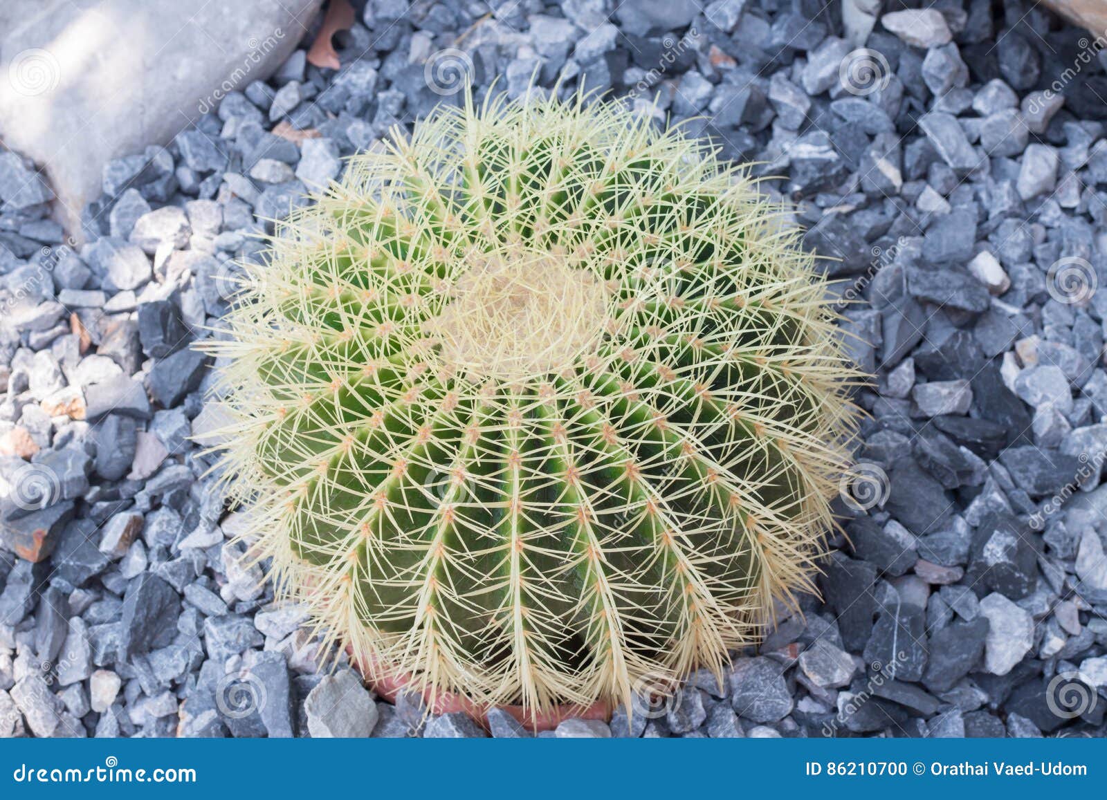 Cacto redondo foto de archivo. Imagen de travieso, crezca - 86210700