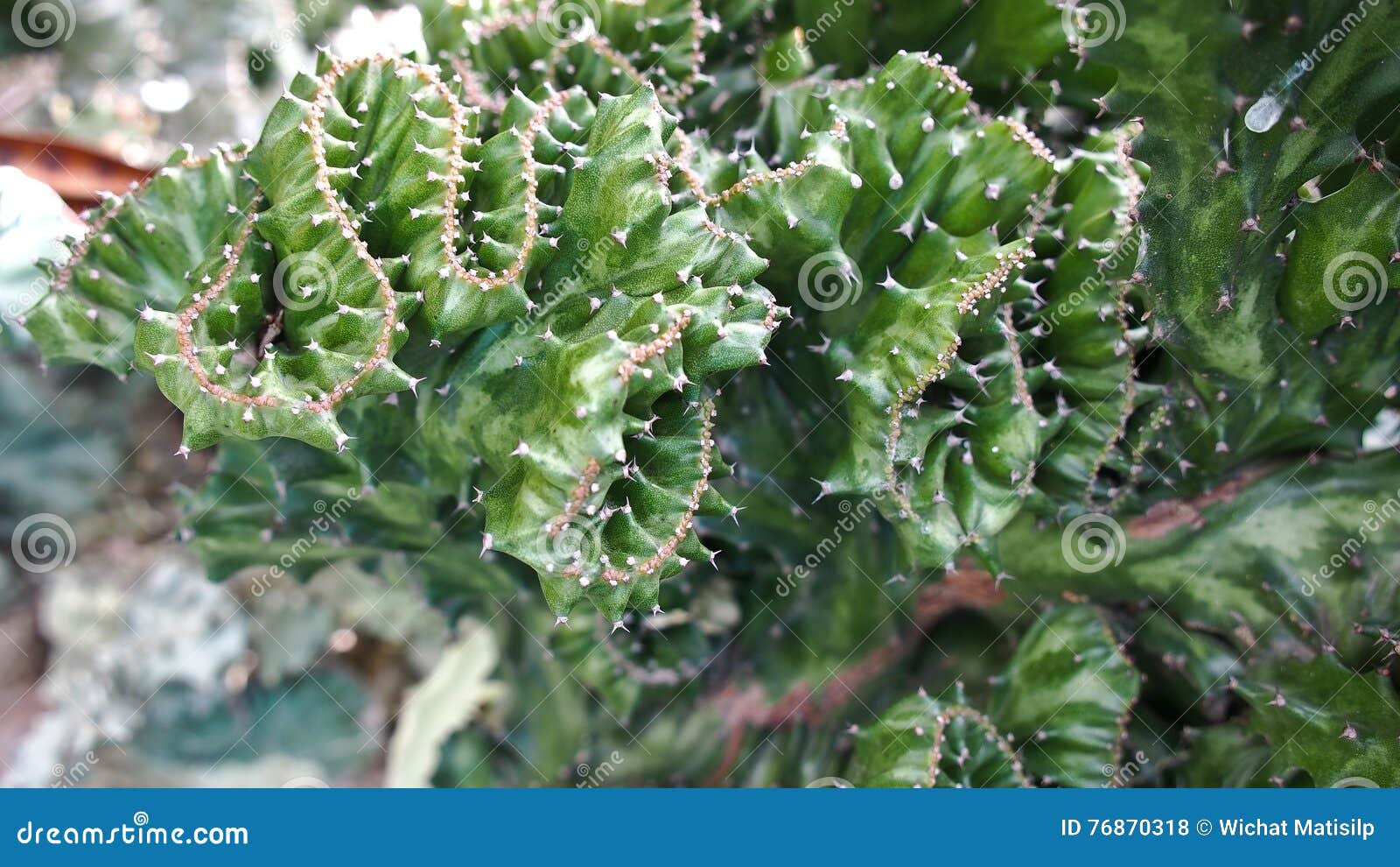 Cacto Thorn Pattern Do Com Crista-eufórbio Foto de Stock - Imagem de ...