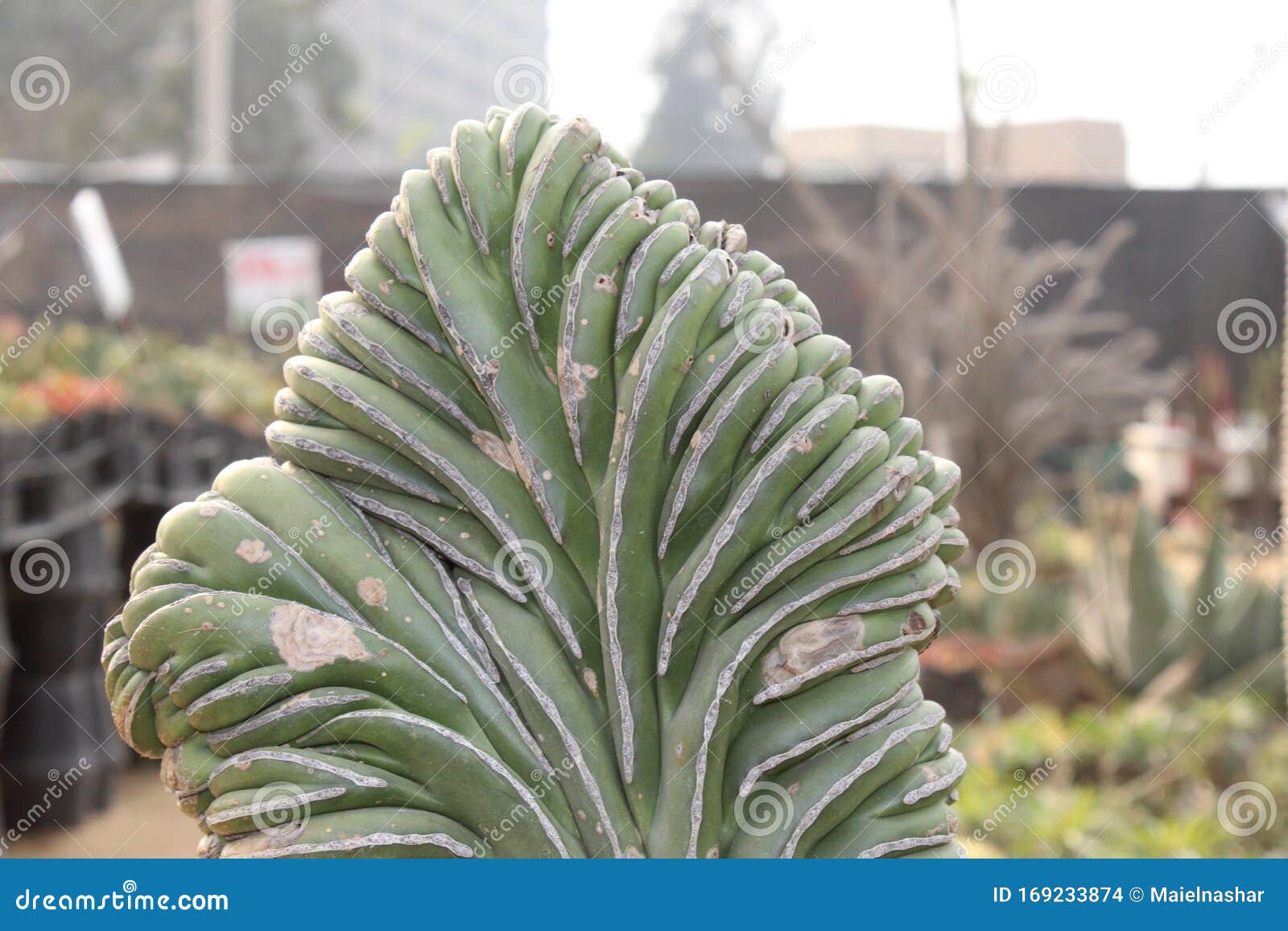 Cacto verde foto de stock. Imagem de geométrico, plantas - 169233874