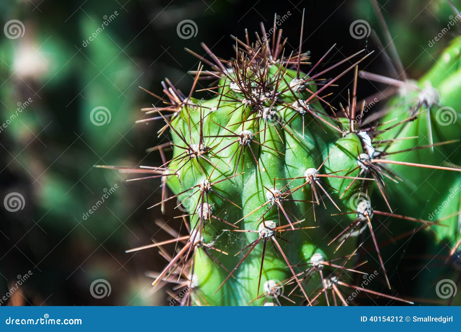 Cacto verde grande foto de stock. Imagem de agulhas, tropical - 40154212