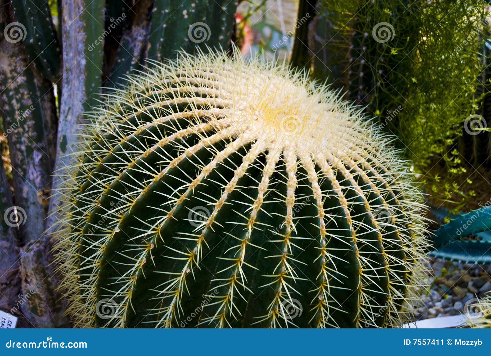 Cacto Verde Tropical - Cactos Imagem de Stock - Imagem de flor, méxico ...