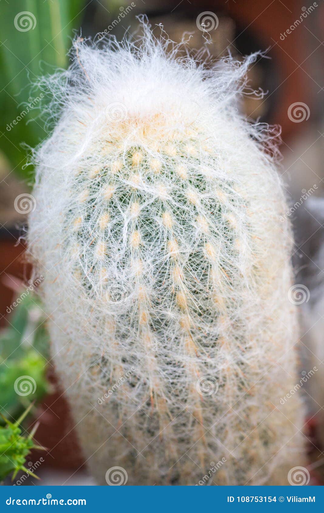 Cactus épineux fleuri photo stock. Image du jardin, nature - 108753154