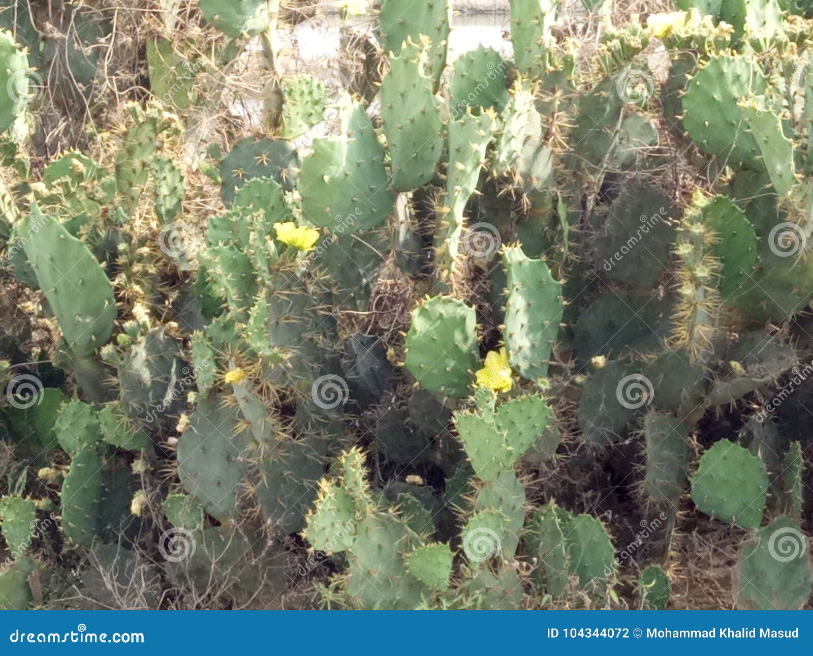 Cactus photo stock. Image du fleur, cactus, arbre, jaune - 104344072
