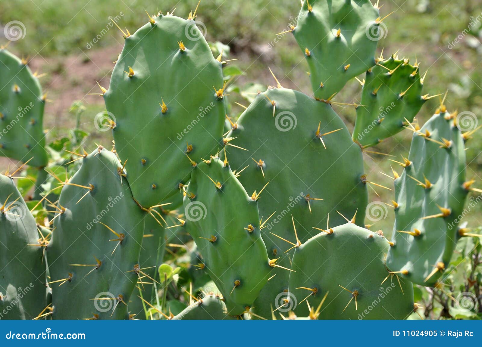 Cactus stock image. Image of skin, nature, flower, closeup - 11024905