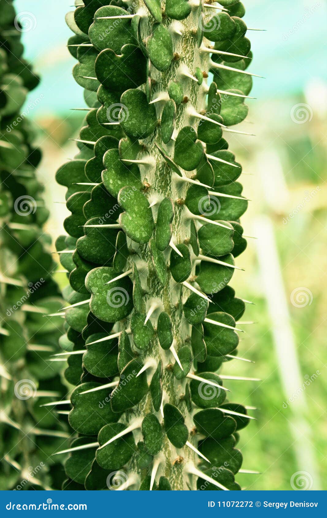 Cactus stock photo. Image of plant, nature, botany, tropical - 11072272