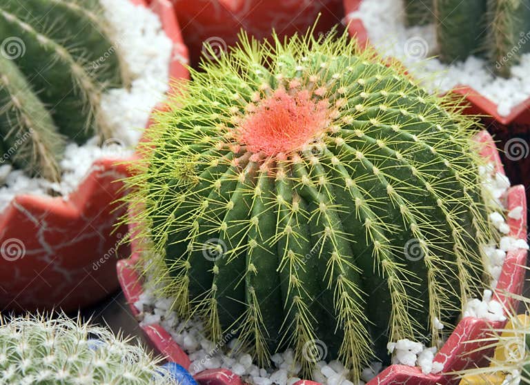 Cactus stock image. Image of sting, cultivation, plant - 11414335