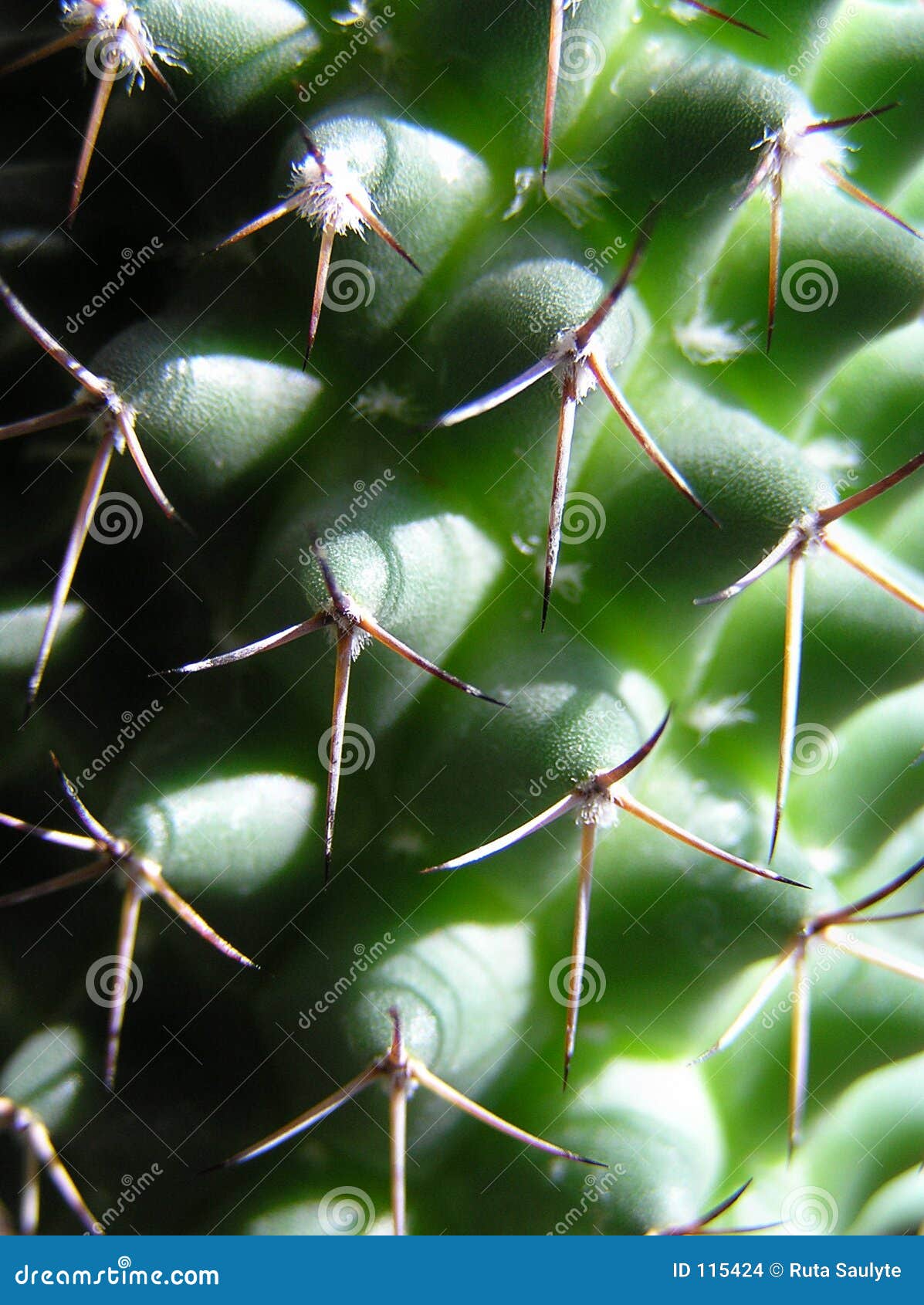 Cactus stock photo. Image of hurt, green, cacti, warning - 115424