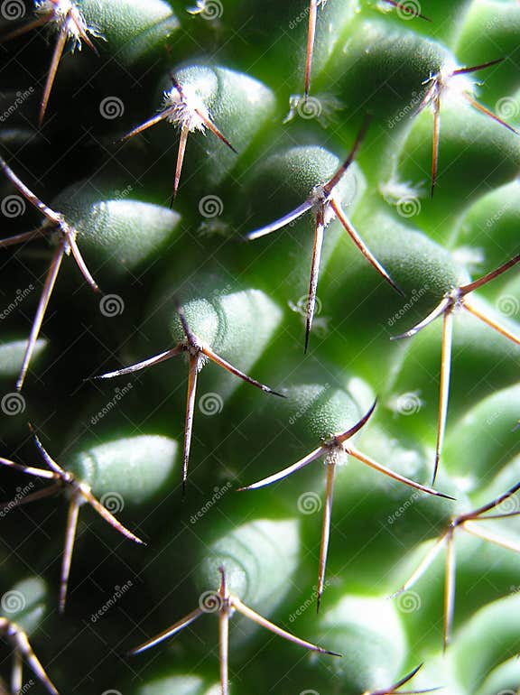 Cactus stock photo. Image of hurt, green, cacti, warning - 115424
