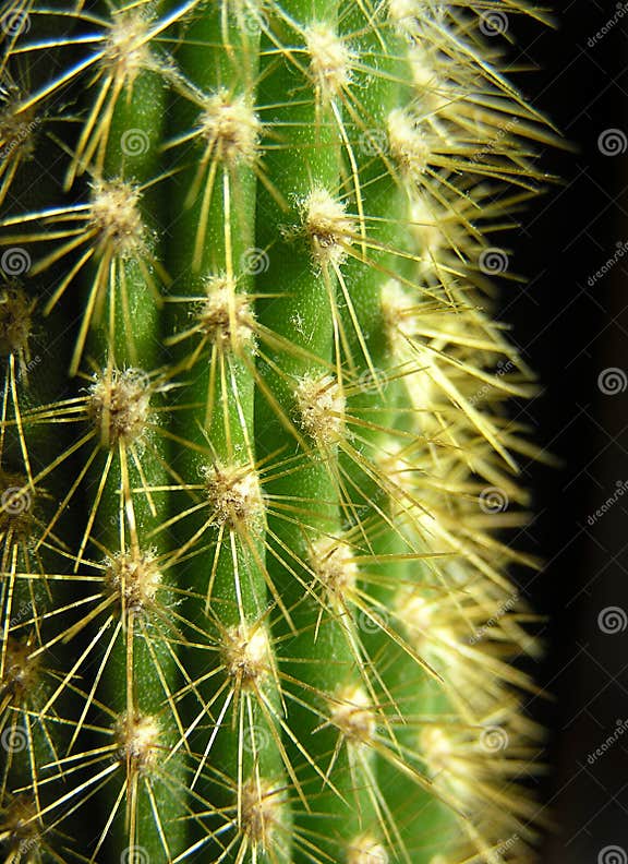 Cactus stock image. Image of house, hurt, gardening, threatening - 115425