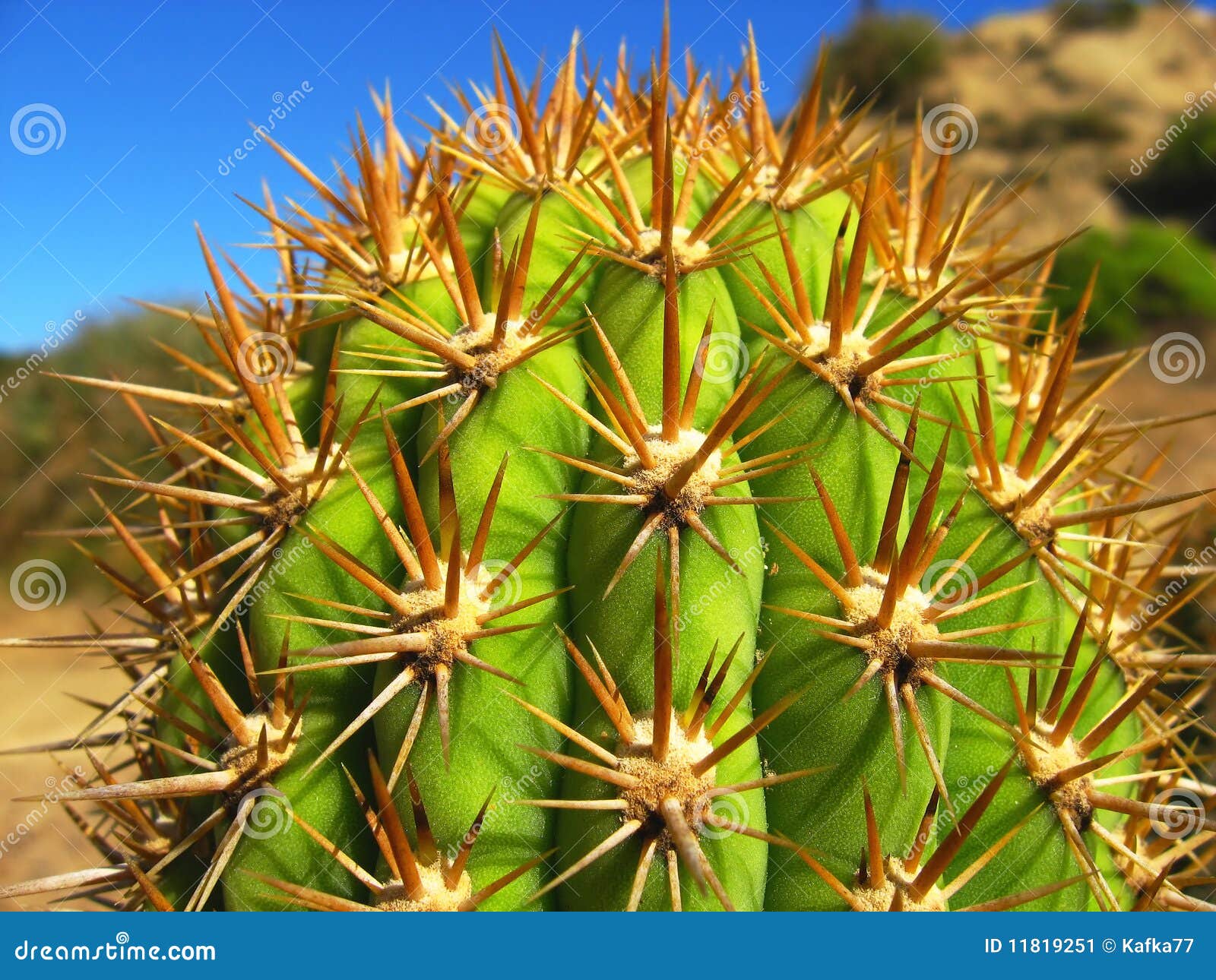 Cactus stock image. Image of green, cacti, chile, life - 11819251