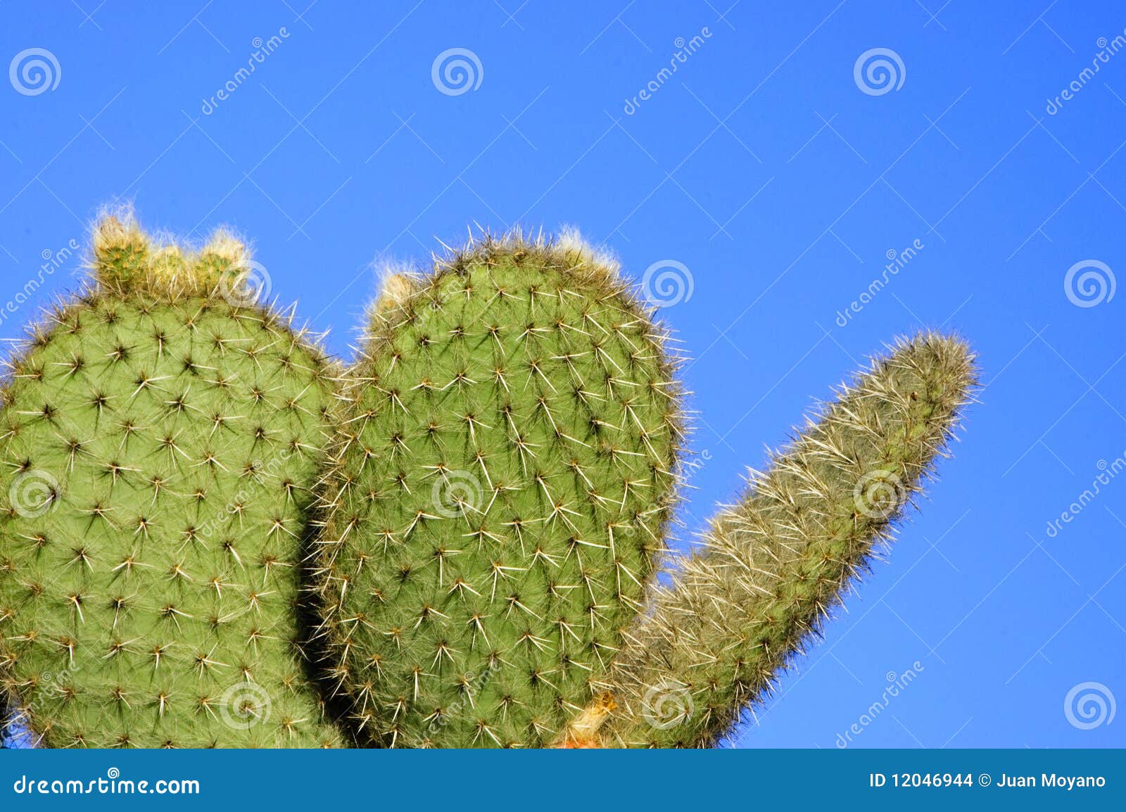 Cactus stock photo. Image of spiky, rogues, plant, spain - 12046944
