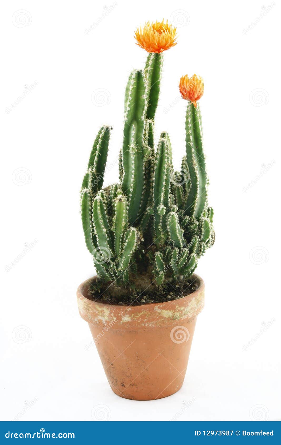 Cactus stock image. Image of small, cactus, orange, areoles - 12973987