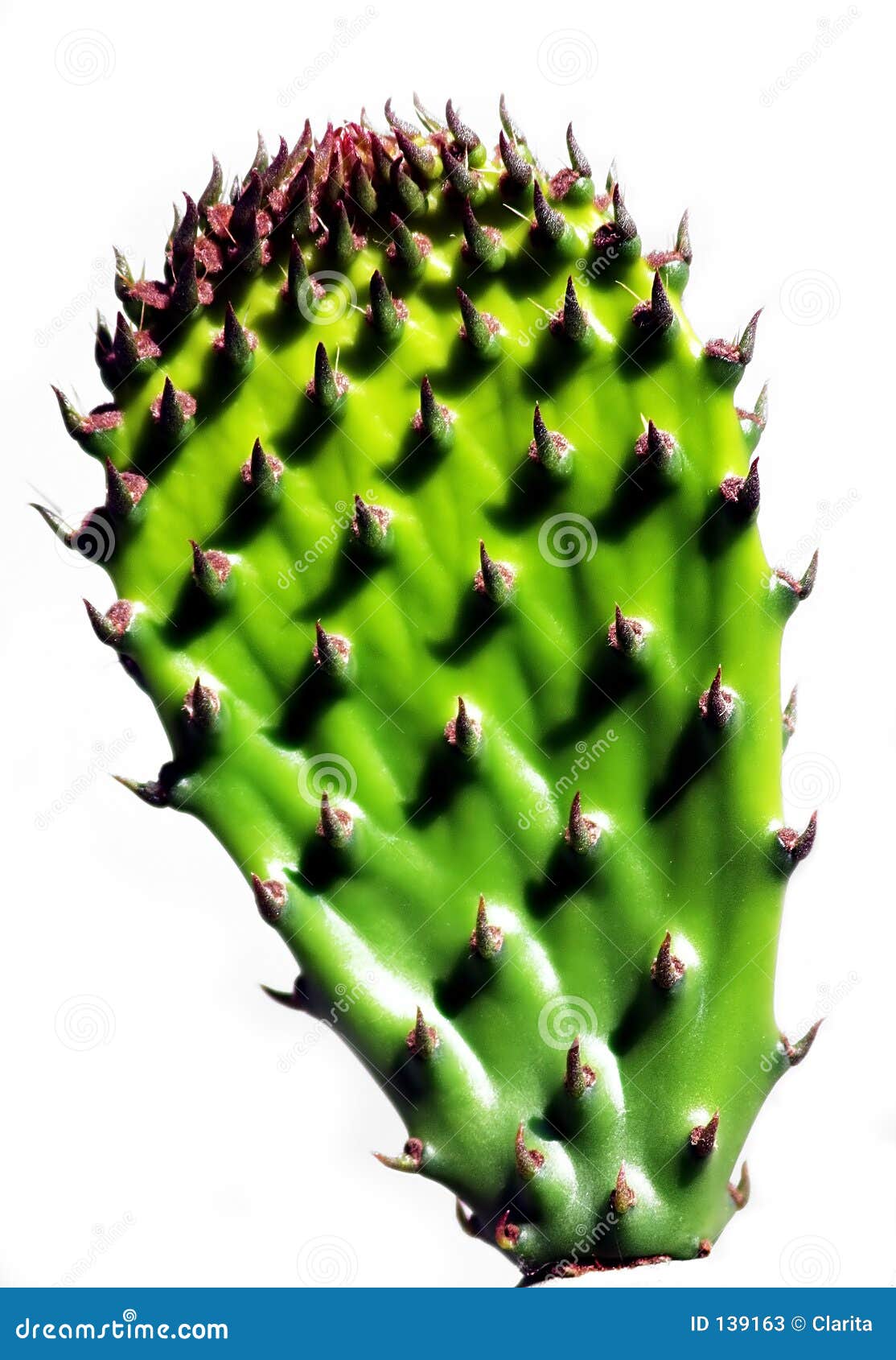 Cactus stock image. Image of cactus, vegetable, botany - 139163