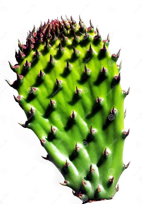 Cactus stock image. Image of cactus, vegetable, botany - 139163