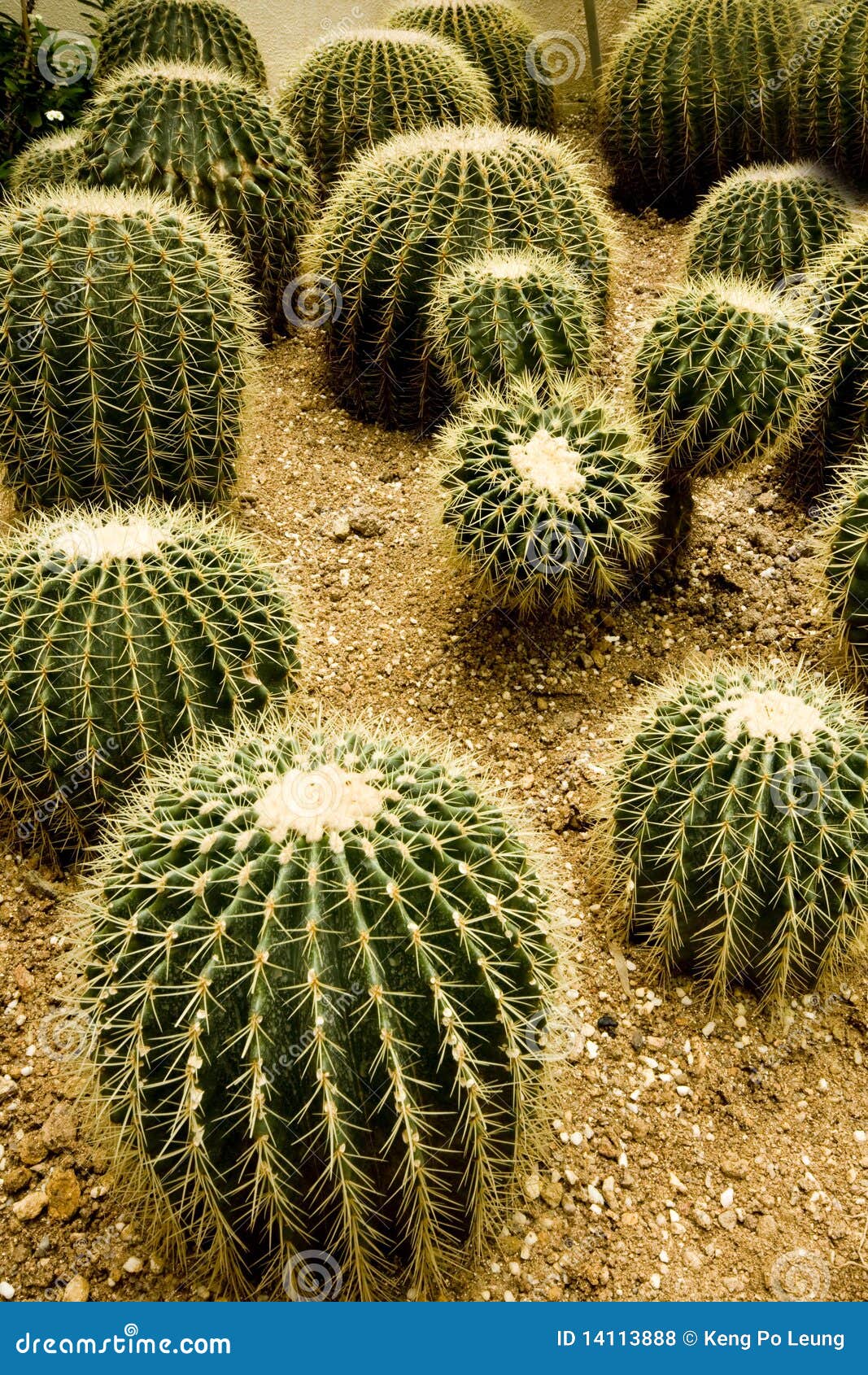 Cactus stock photo. Image of live, food, botany, earth - 14113888
