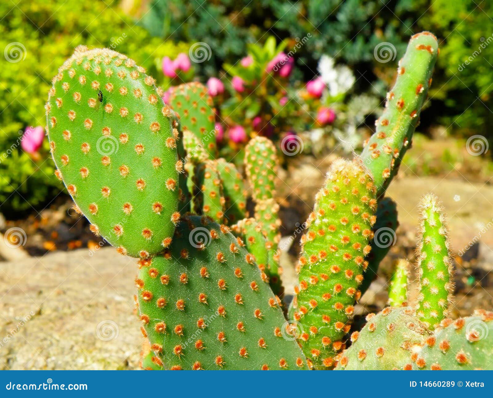 Cactus stock image. Image of family, fresh, cacti, life - 14660289