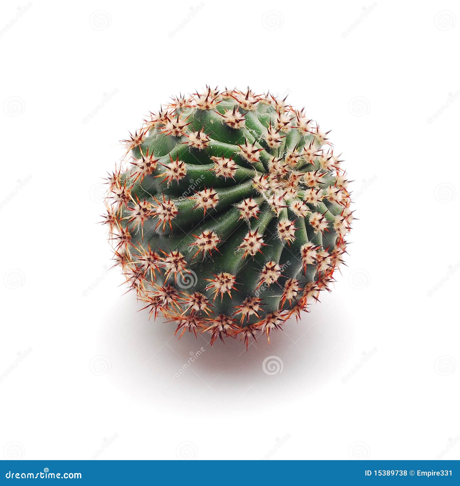 Cactus stock photo. Image of white, flower, small, sphere - 15389738