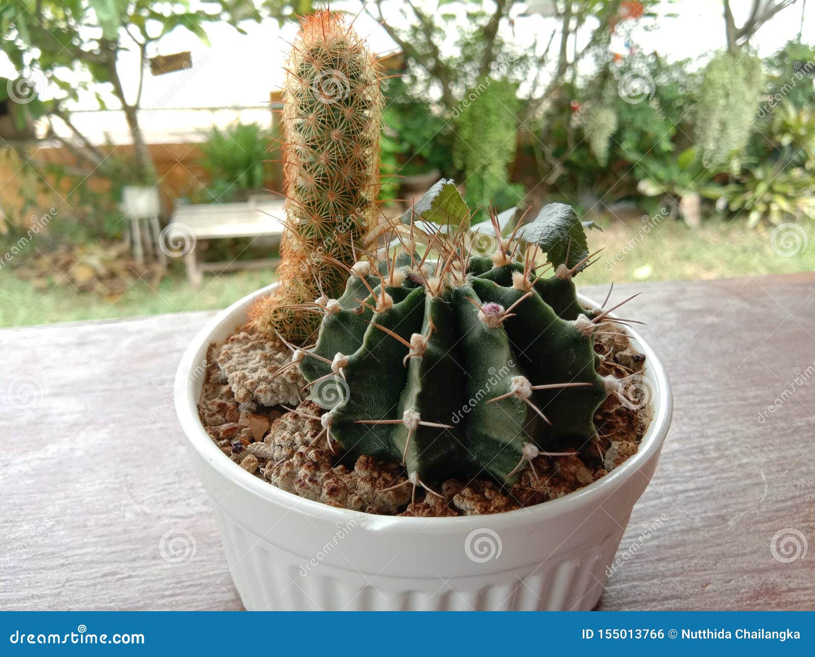 Little Cactus stock photo. Image of little, nature, cactus - 155013766