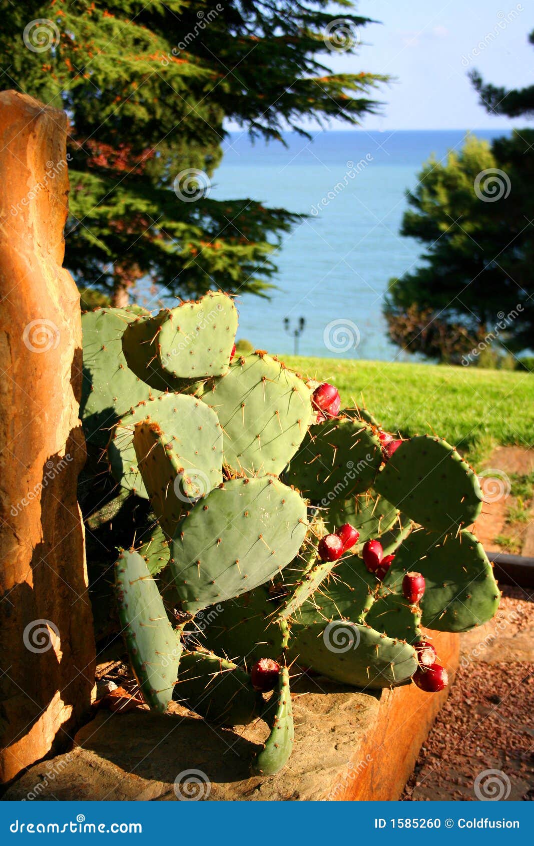 Cactus stock photo. Image of rest, exotic, grass, plant - 1585260
