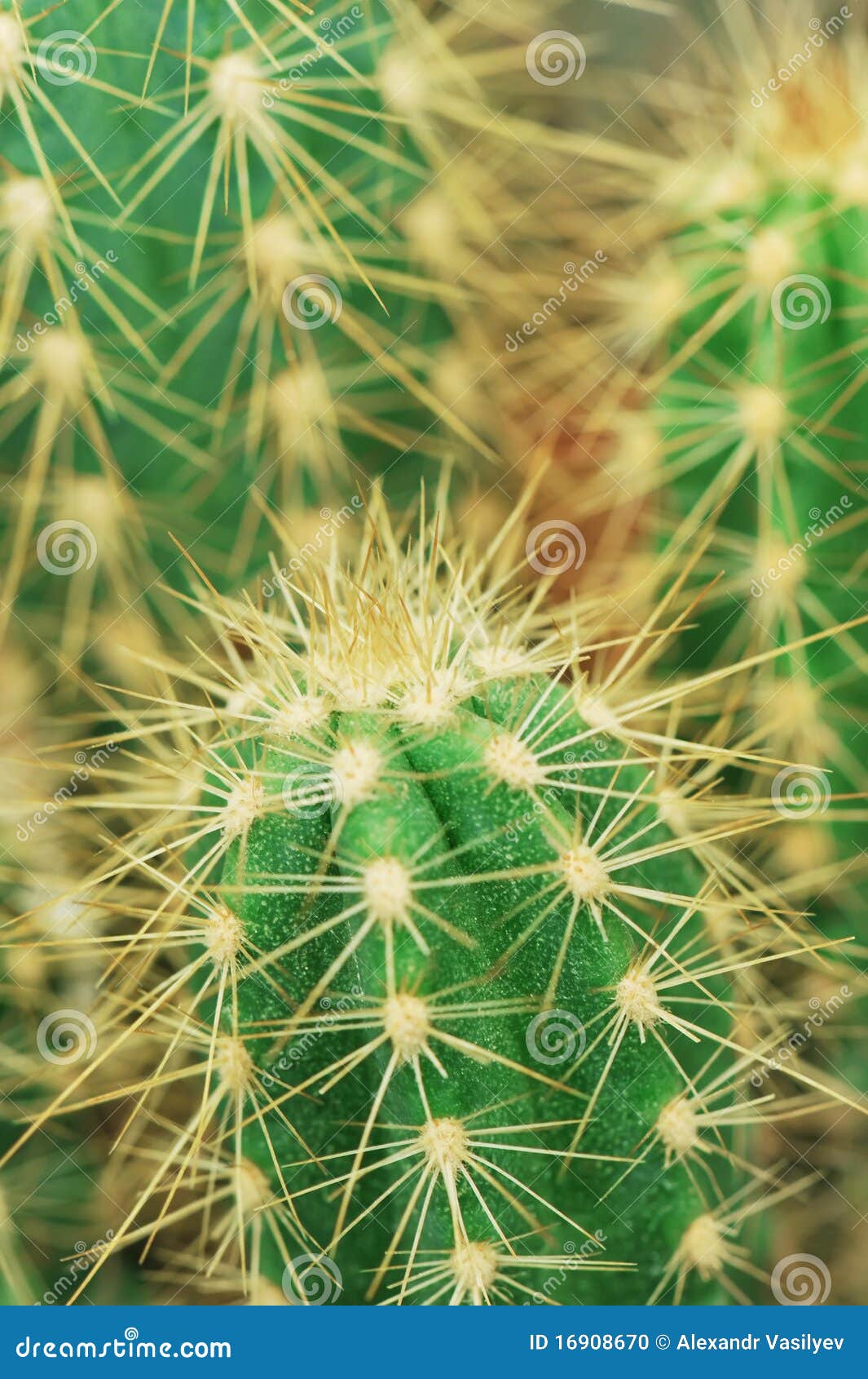 Cactus stock photo. Image of plant, herb, macro, background - 16908670