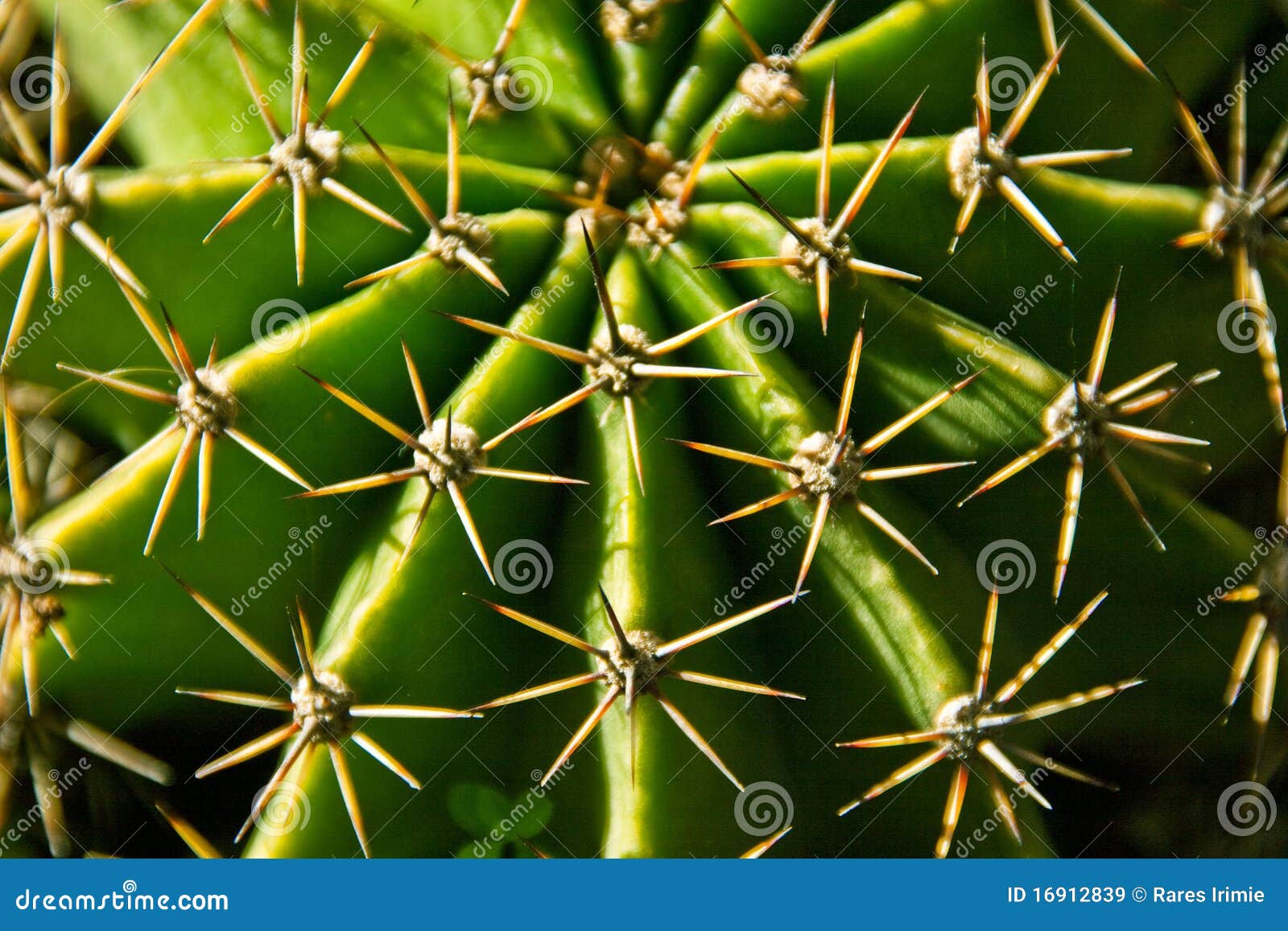 Cactus stock image. Image of arid, danger, botany, close - 16912839