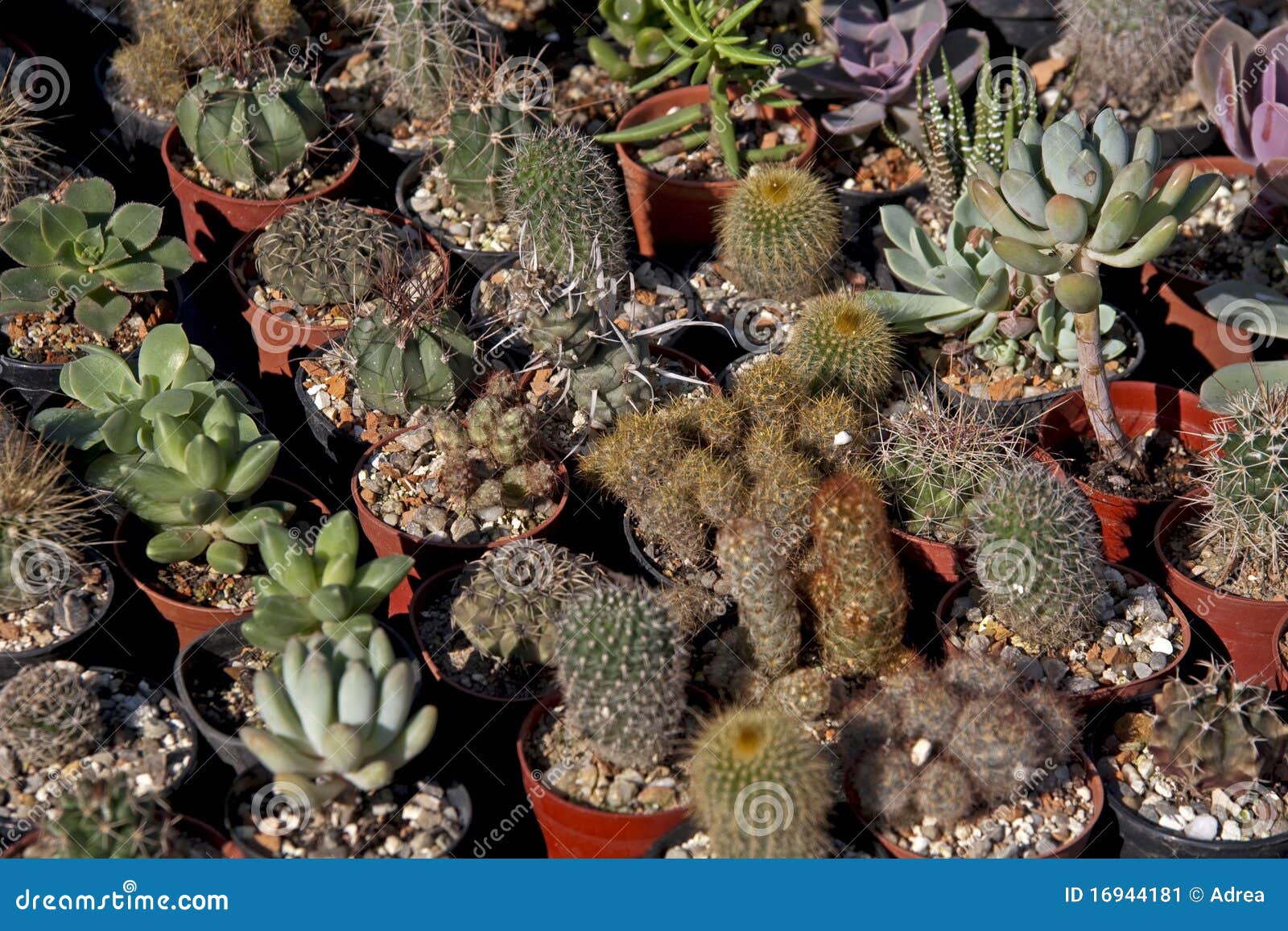 Background of Many Cactus Species Stock Image - Image of bowl, species ...