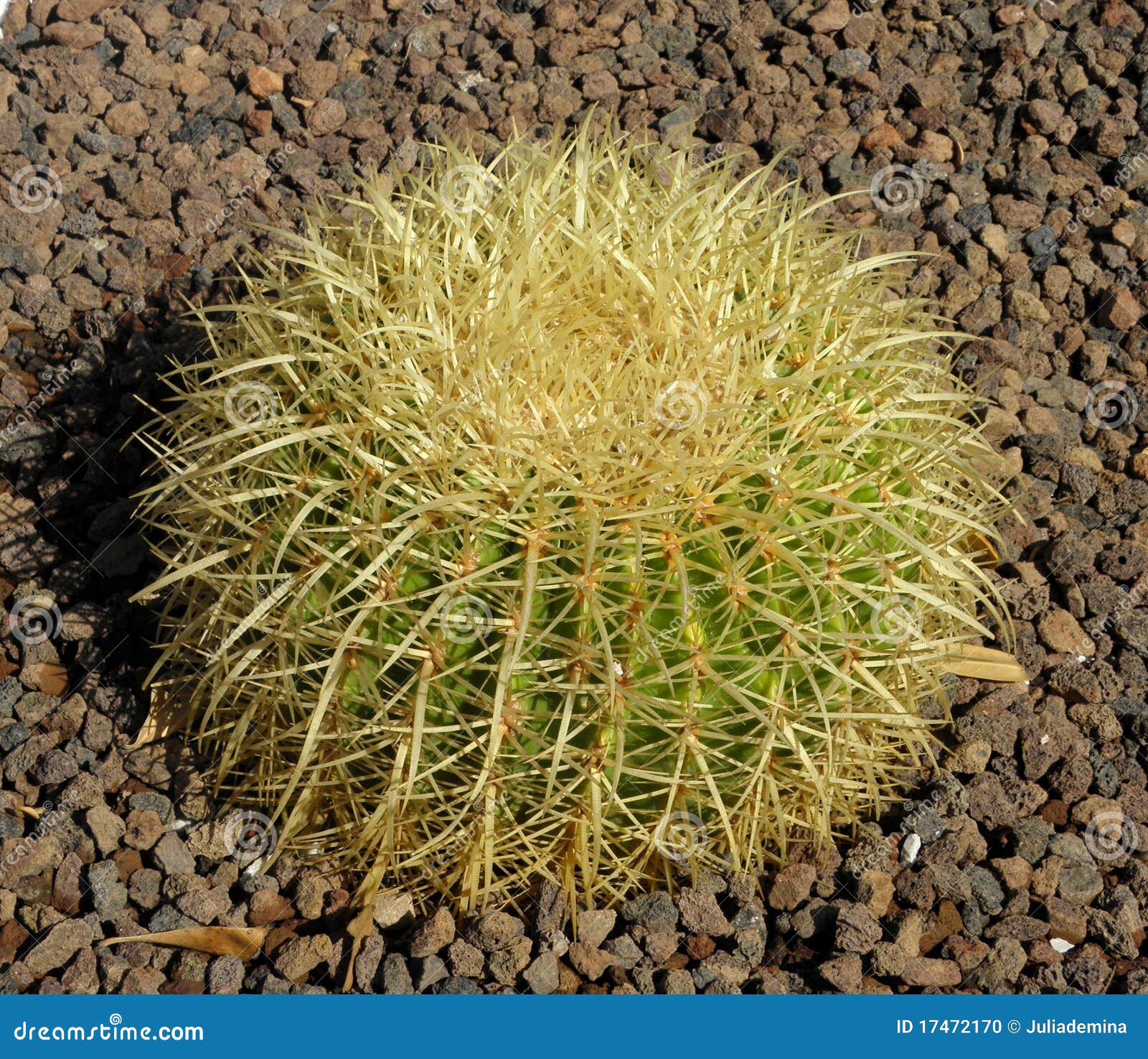 Cactus stock photo. Image of cactus, sphere, shape, round - 17472170