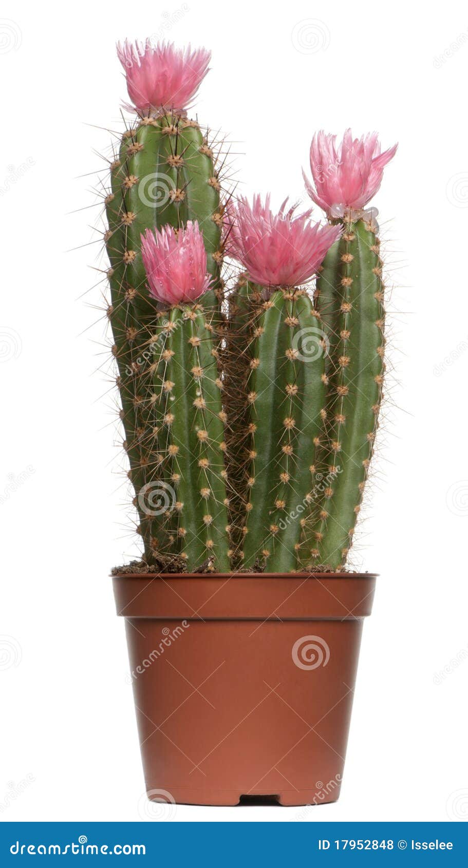 126 Spikey Object Stock Photos - Free & Royalty-Free Stock Photos from ...