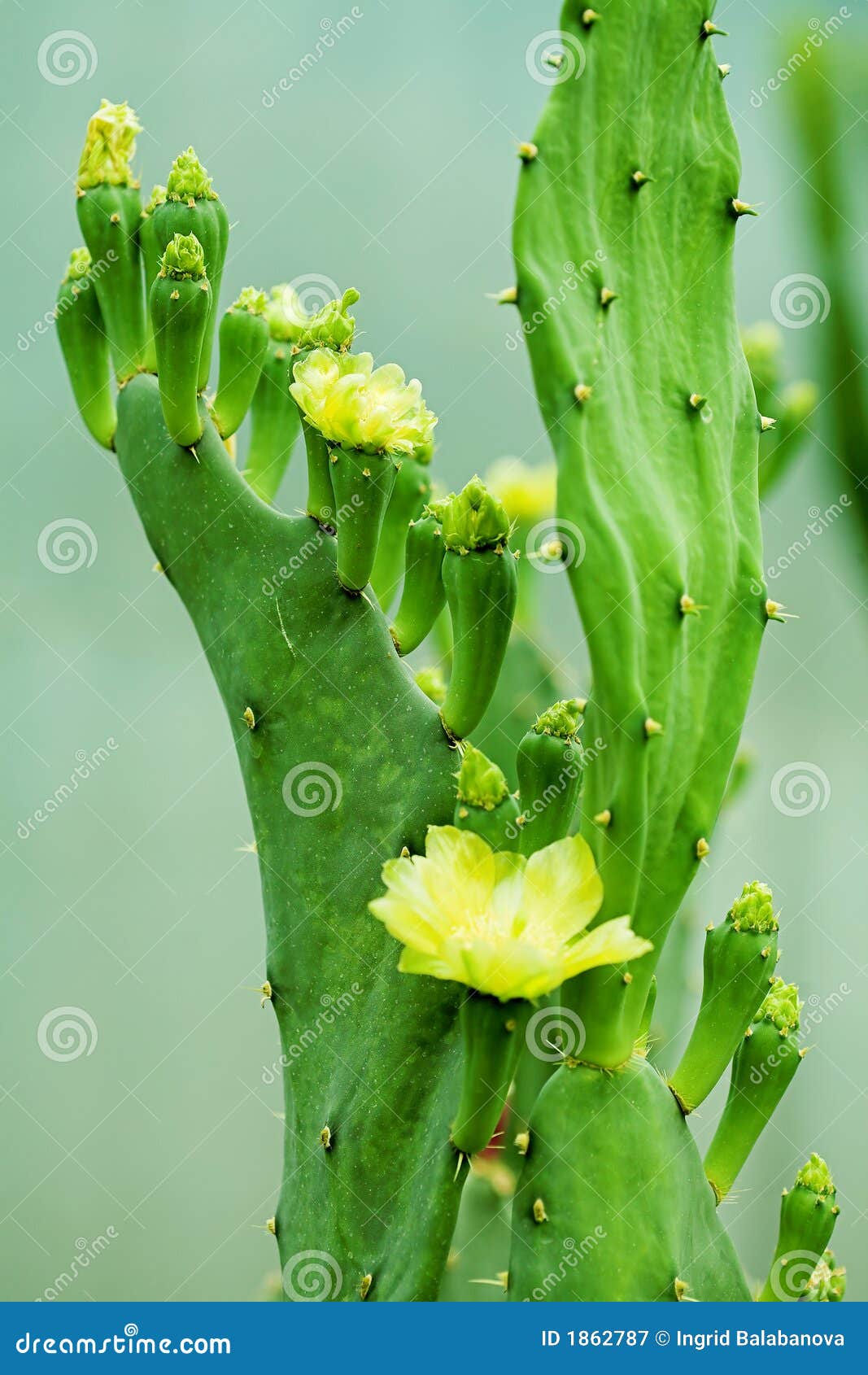 Cactus stock image. Image of tropical, botanical, cactus - 1862787
